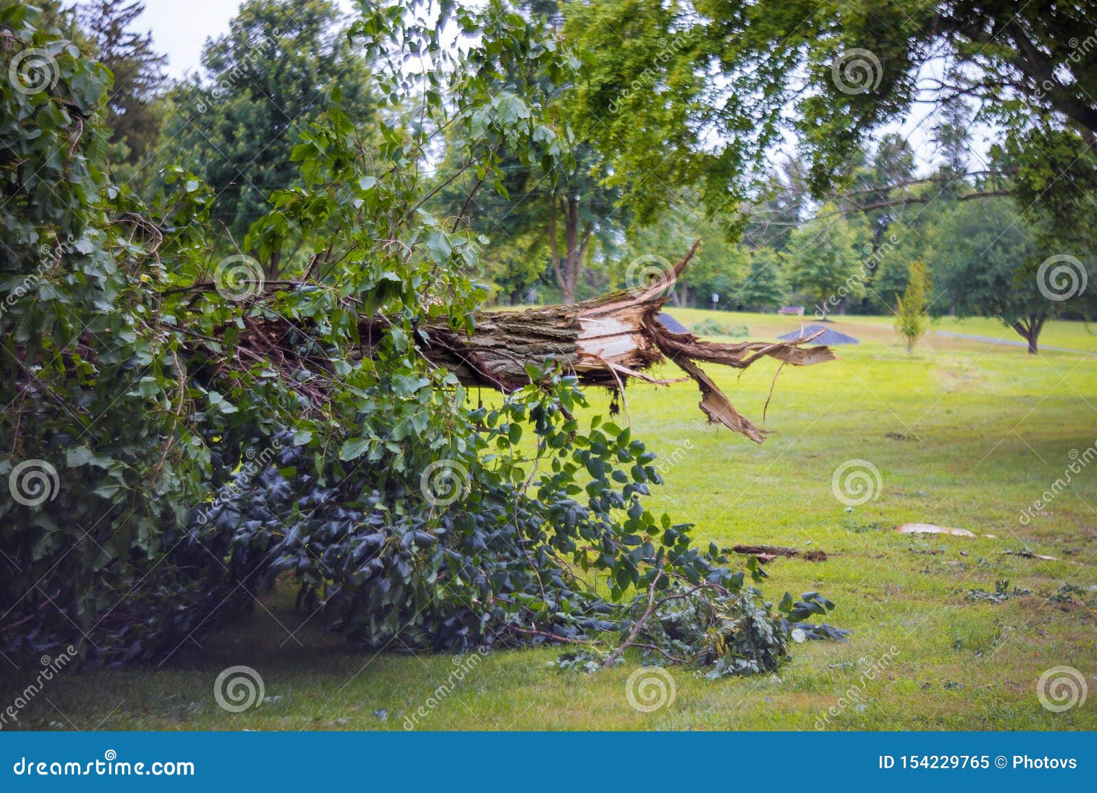 The Broken Trees after Powerful Hurricane in the Forest after a Storm ...
