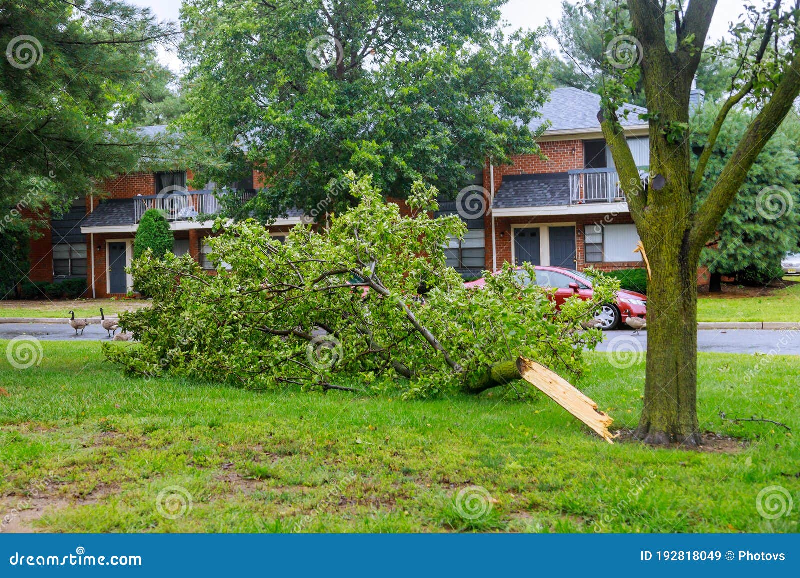 The Broken Trees after Powerful Hurricane Storm Damage Stock Image ...