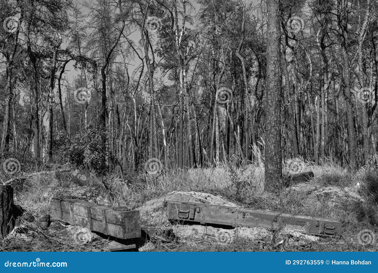 Broken Trees and Shell Boxes are Lying in the Forest Editorial Stock ...