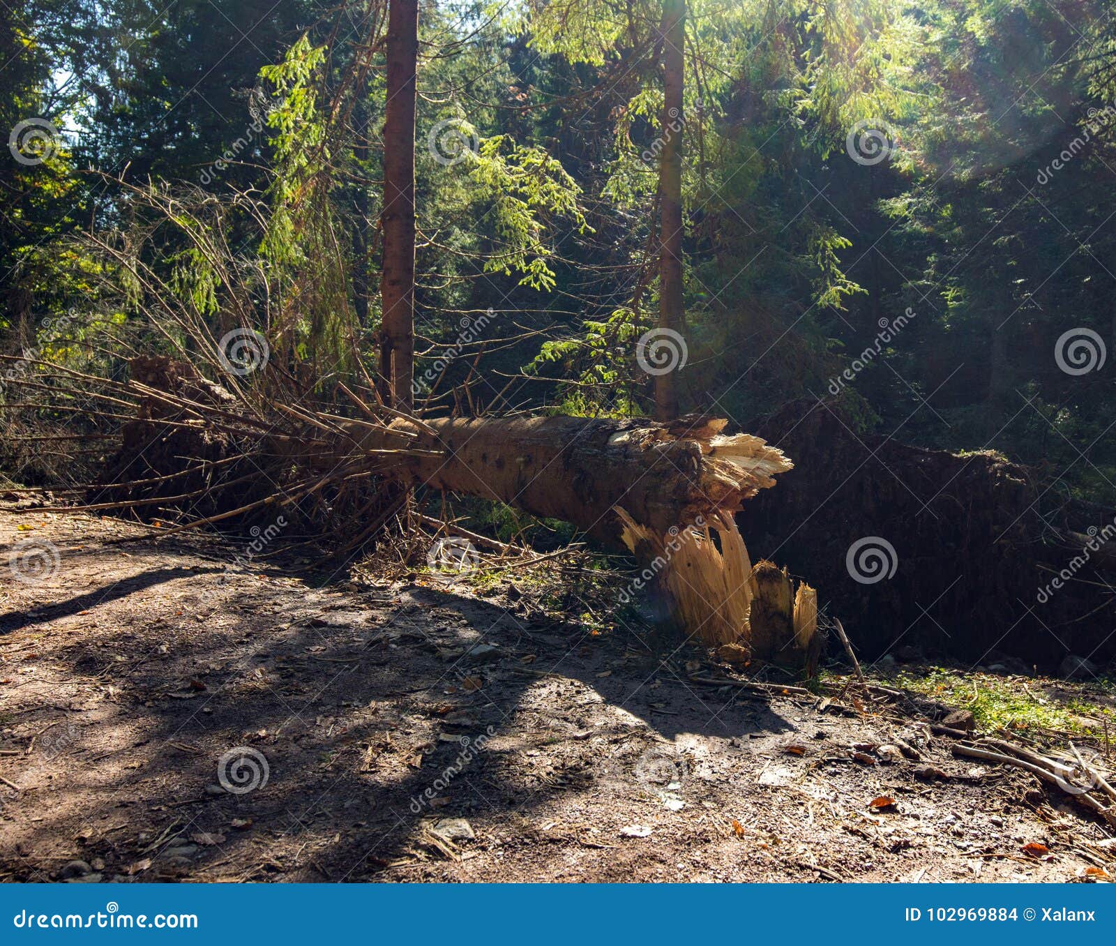 Broken Trees And Branches. Thunderstorm, Heavy Rain With Hail ...