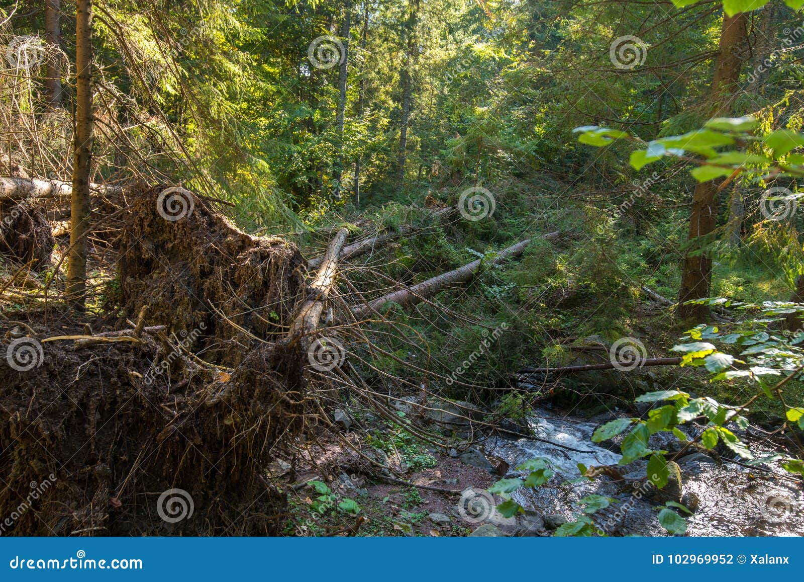 Broken trees after storm stock photo. Image of trees - 102969952