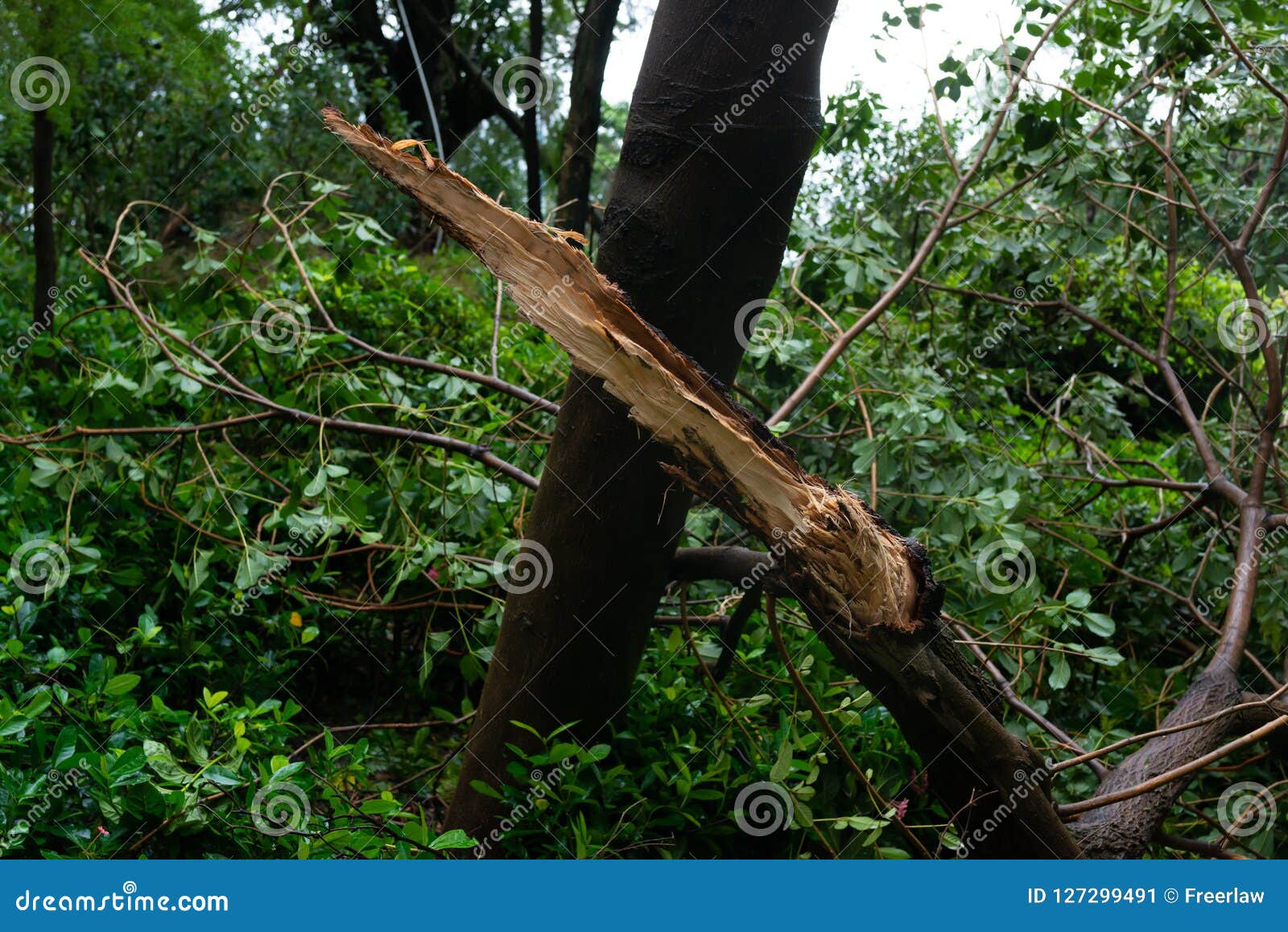 Broken Trees after a Strong Storm Stock Image - Image of green ...