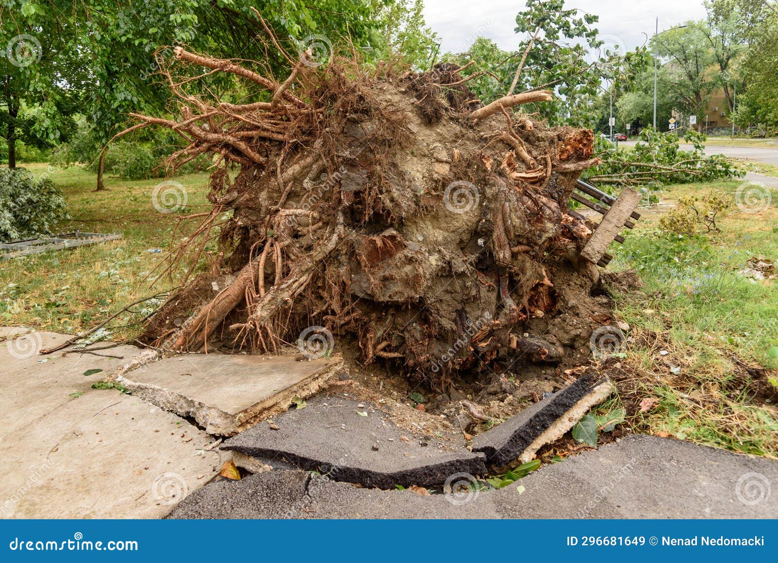 Broken Trees after a Strong Storm Went through Stock Image - Image of ...