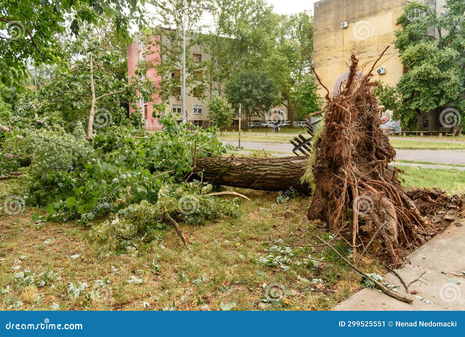 Broken Trees after a Strong Storm Went through Stock Image - Image of ...