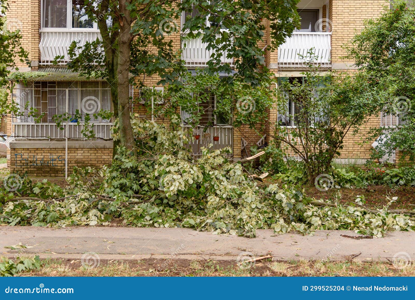Broken Trees after a Strong Storm Went through Stock Photo - Image of ...