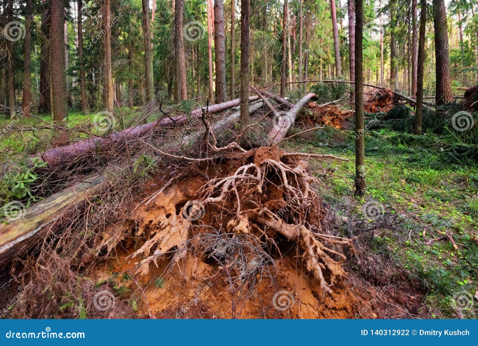 Broken Trees And Branches. Thunderstorm, Heavy Rain With Hail ...