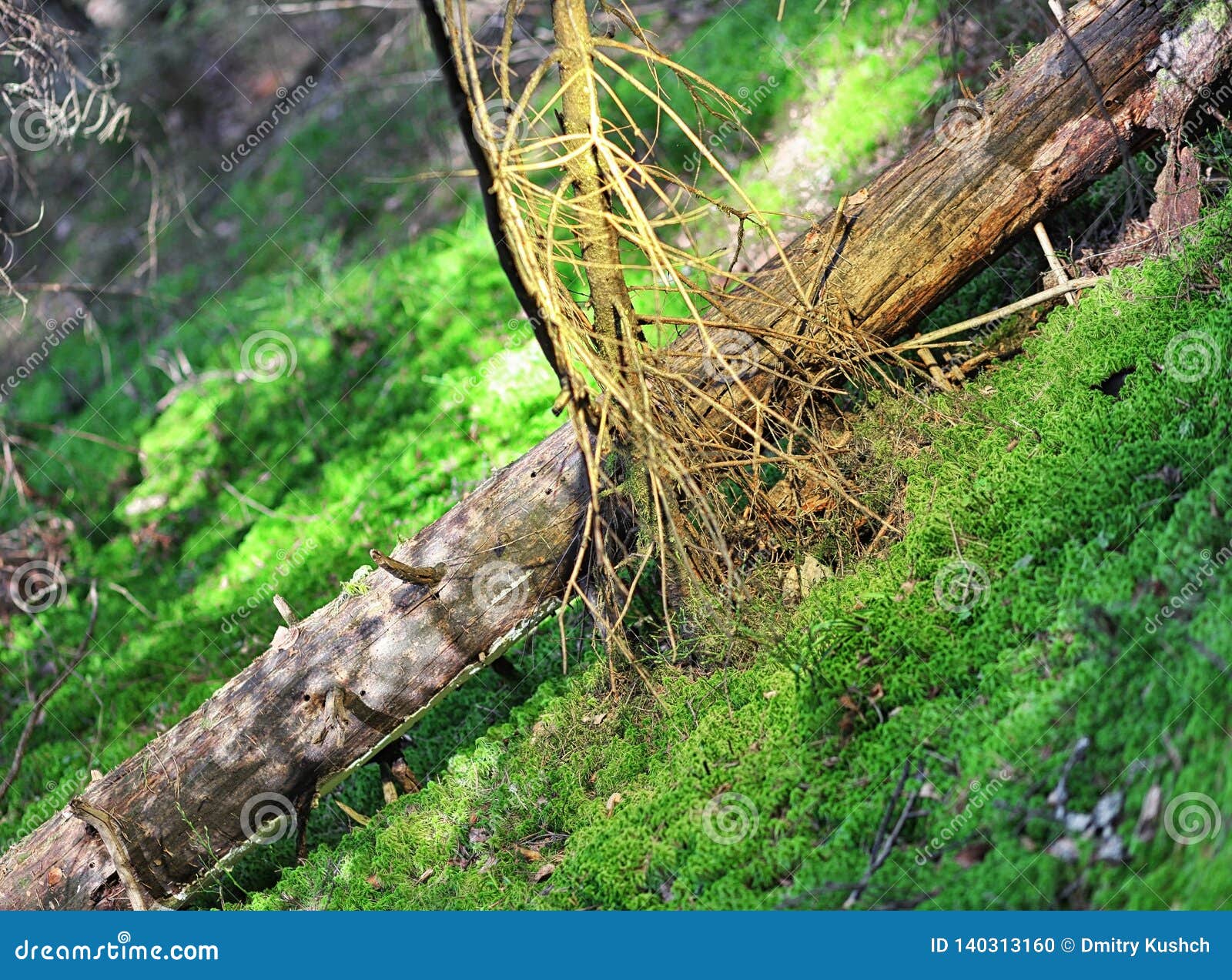 Broken Trees And Branches. Thunderstorm, Heavy Rain With Hail ...