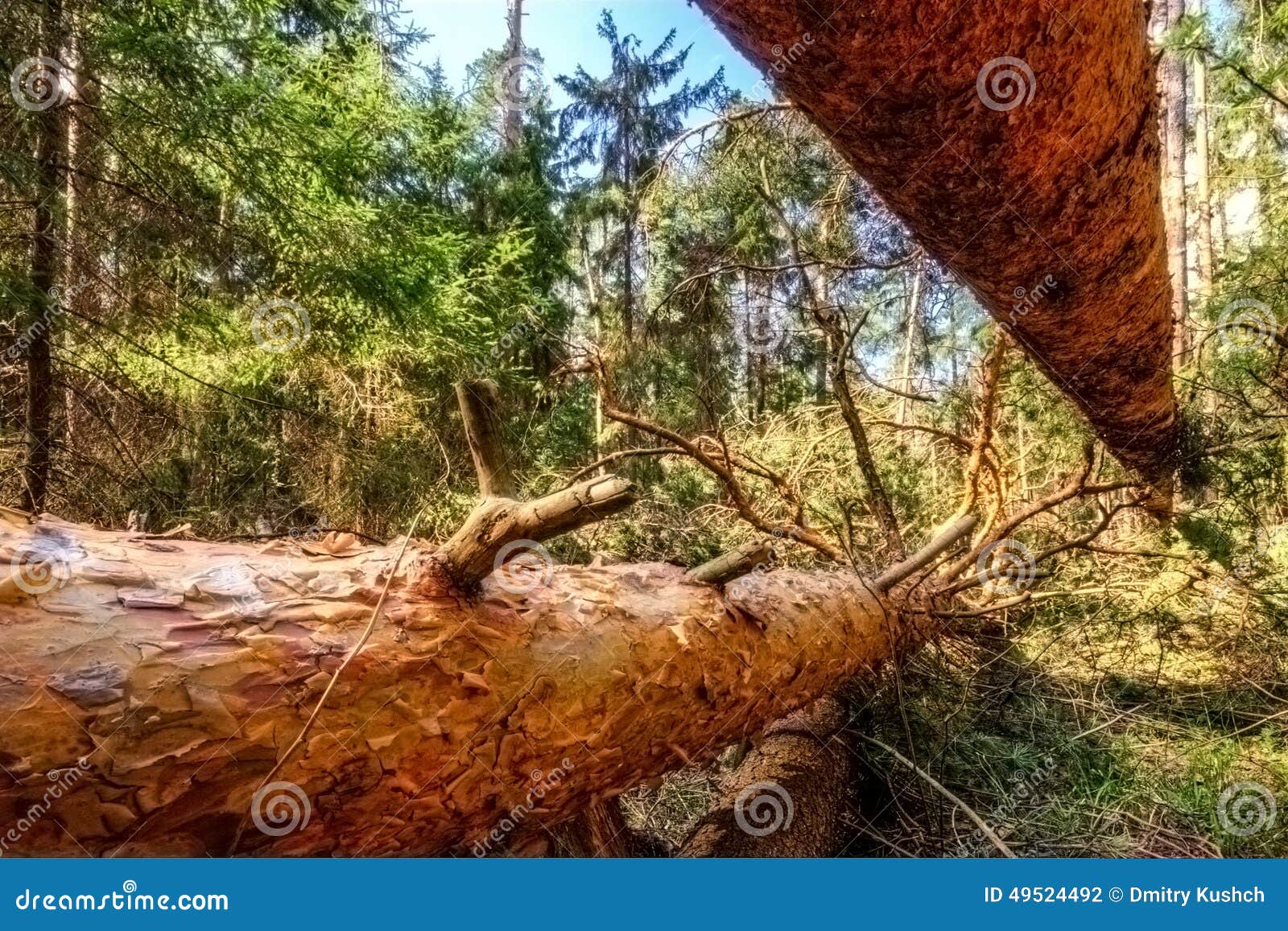 Broken trees stock photo. Image of renewable, scenic - 49524492