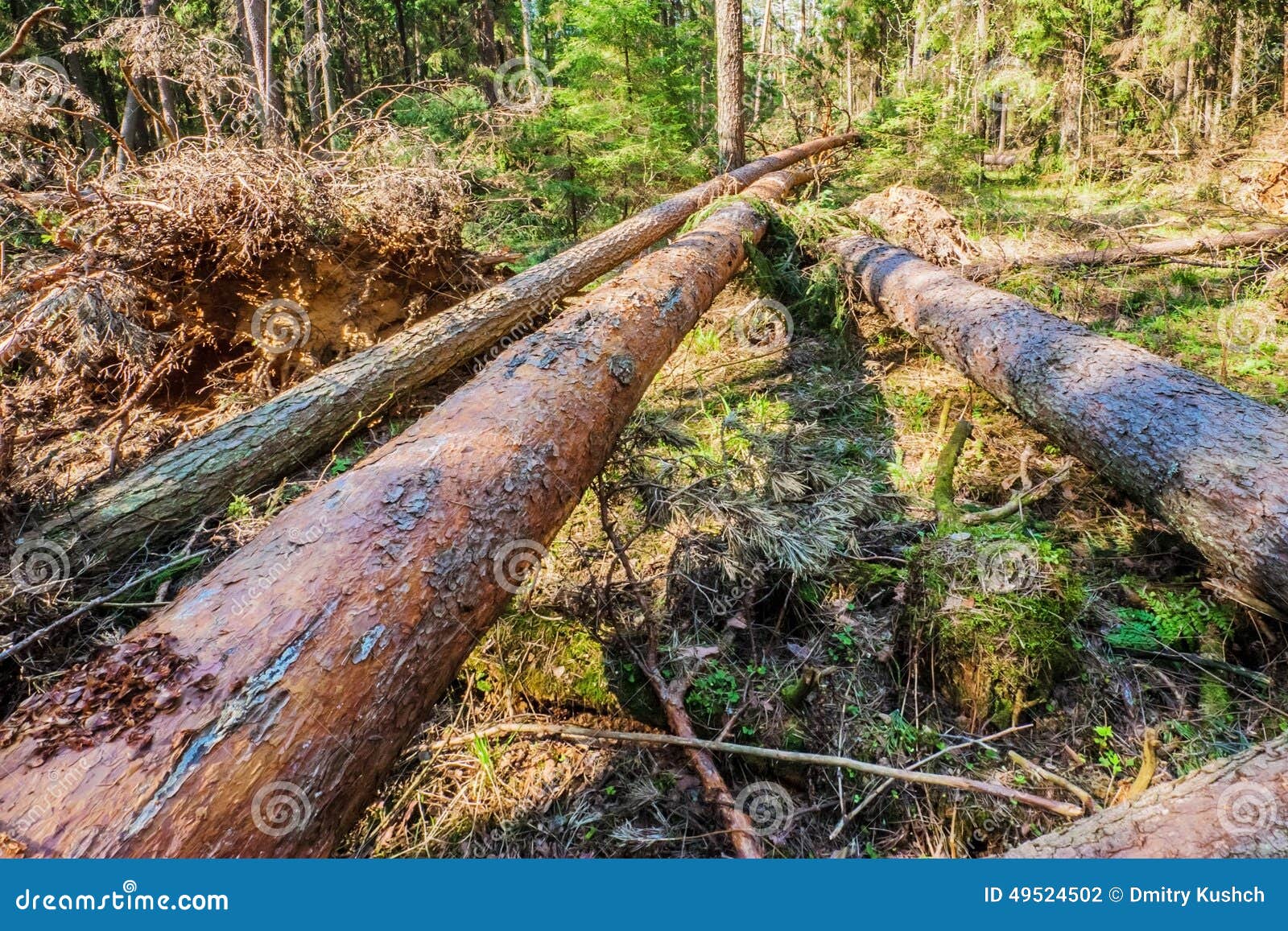 Broken trees stock photo. Image of green, light, natural - 49524502