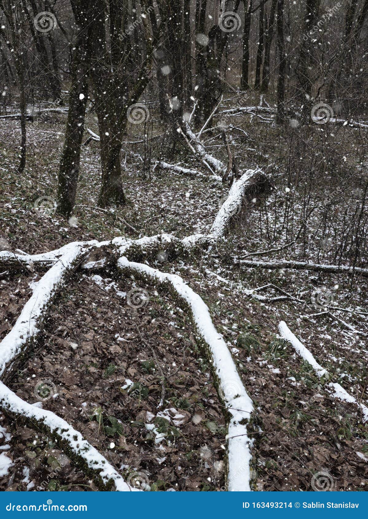 Broken Trees in Winter Forest Stock Photo - Image of frost, nature ...