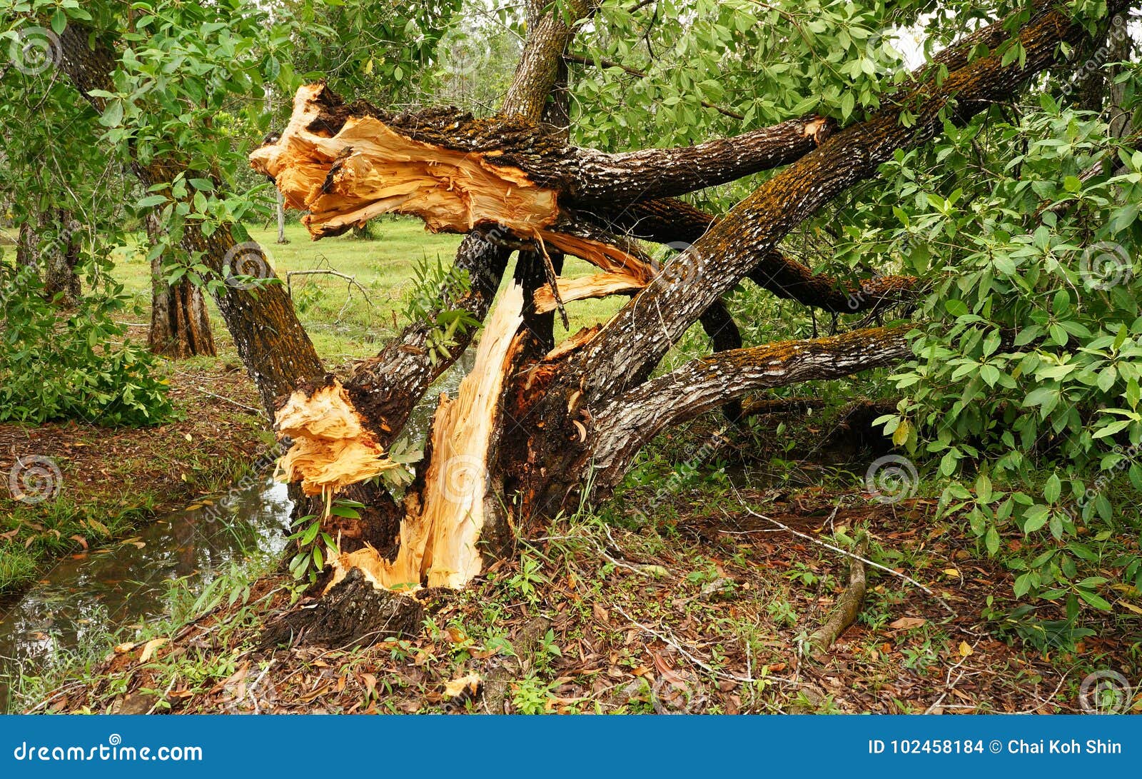 Broken Tropical Tree Trunk after Heavy Storm Stock Photo - Image of ...