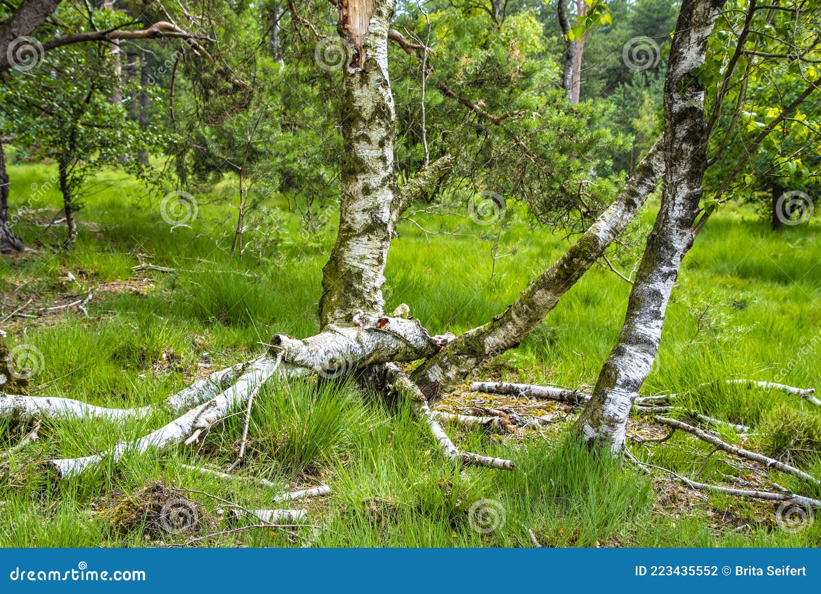 Broken Trunk of a Birch Tree on a Background of Green Foliage Stock ...