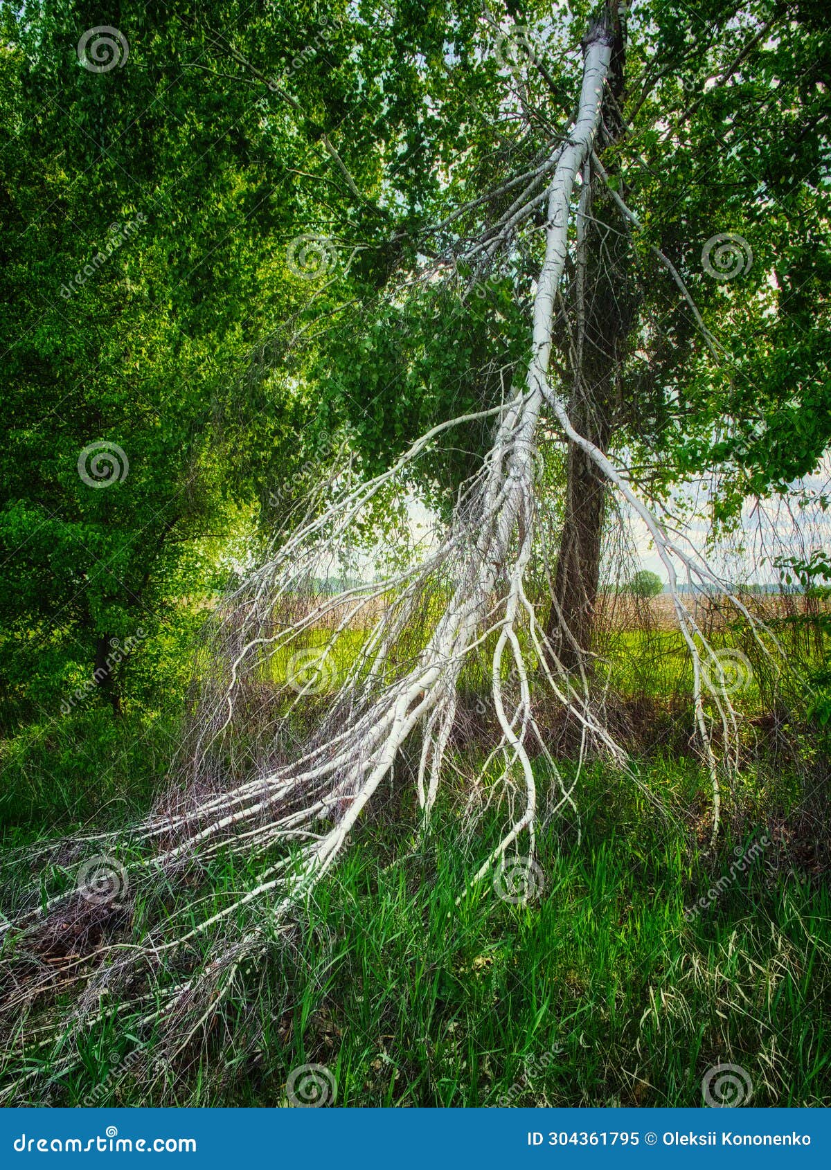 Broken Trunk of a Birch Tree in a Grove. Scenery Stock Image - Image of ...