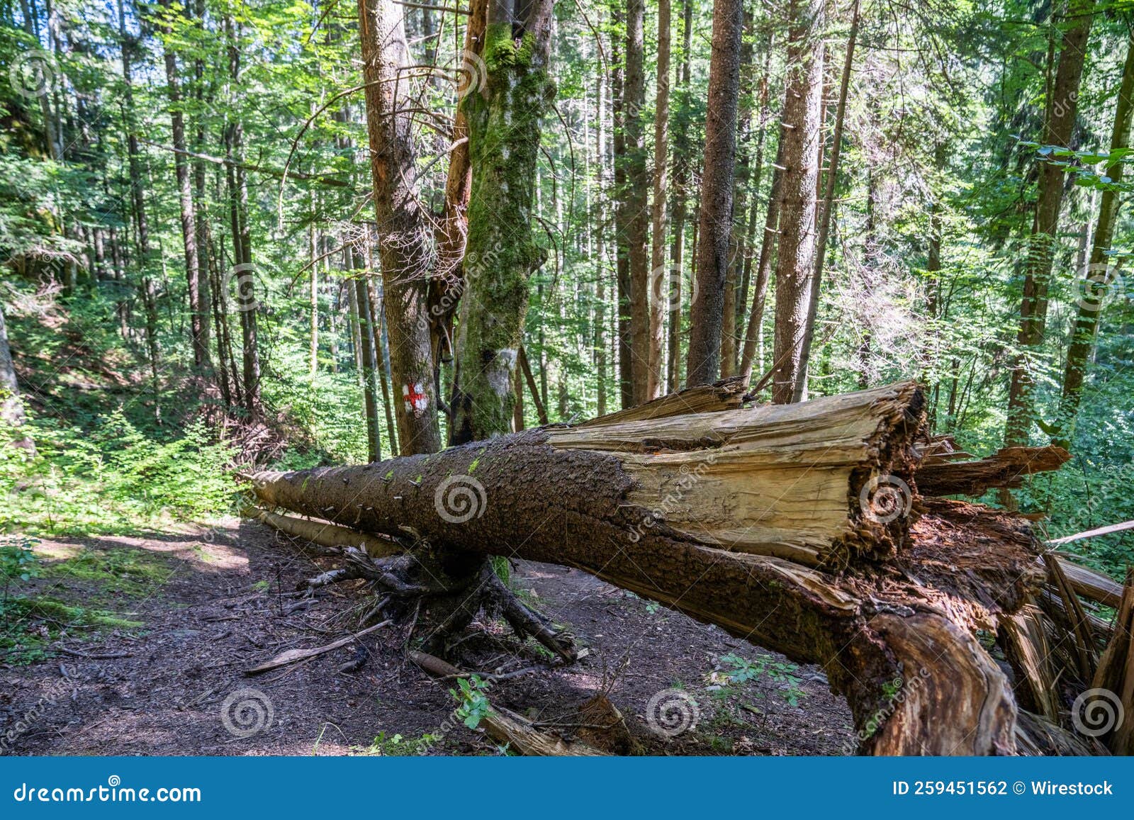 Broken Trunk of a Dead Tree on the Ground in a Green Forest on a Sunny ...