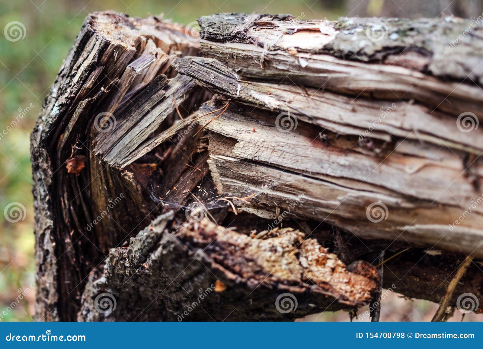 Broken Trunk Of A Rotten Tree Royalty-Free Stock Image | CartoonDealer ...