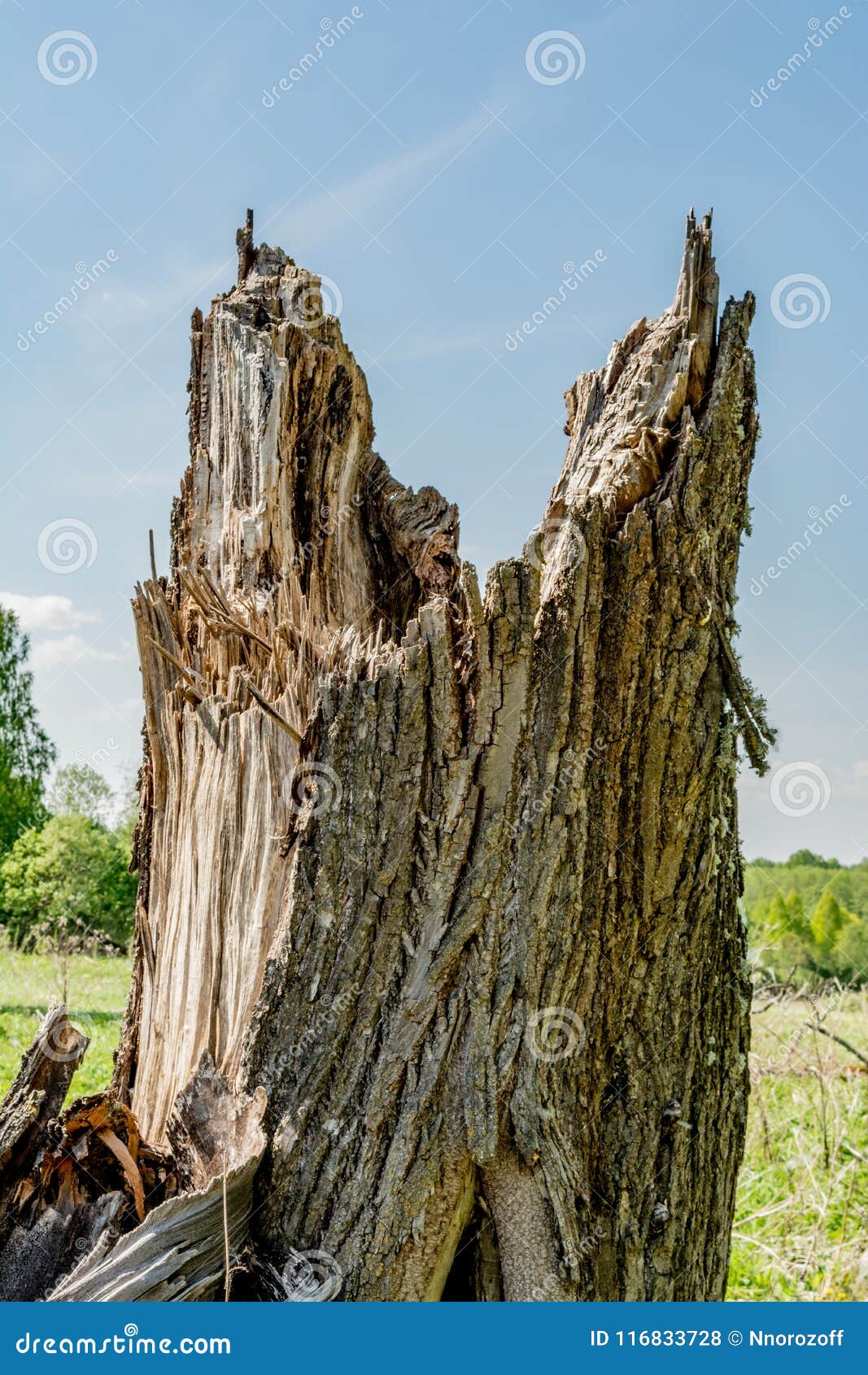 The Broken Trunk of a Large Old Tree, Nature Abstract Background Stock ...