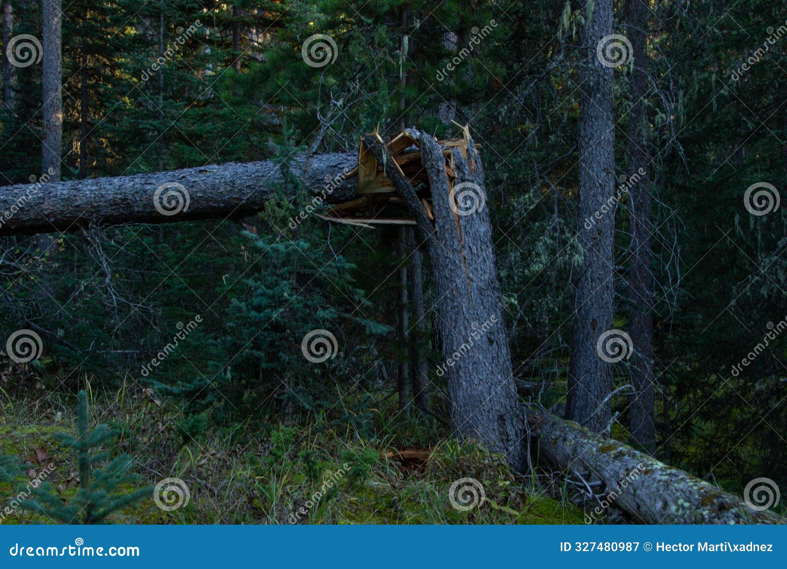 Broken Trunk in the Middle of the Forest Stock Image - Image of tourism ...