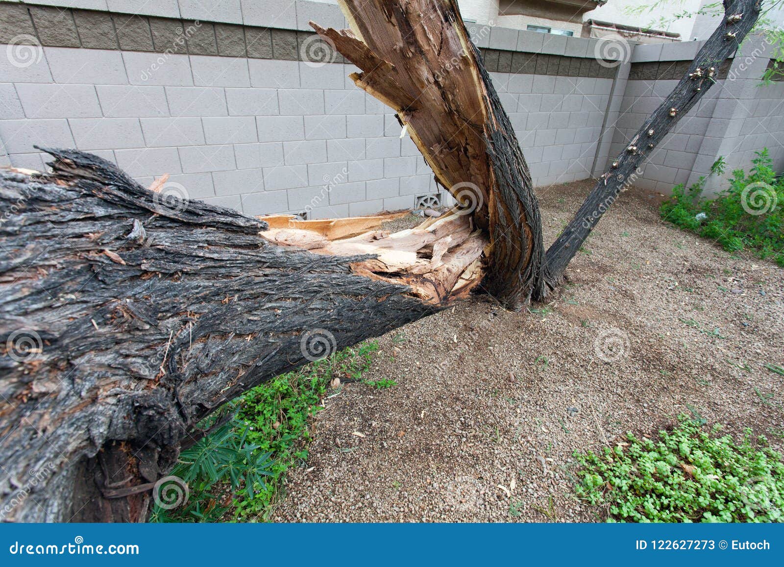 Broken Mesquite Tree Trunk stock image. Image of fence - 122627273