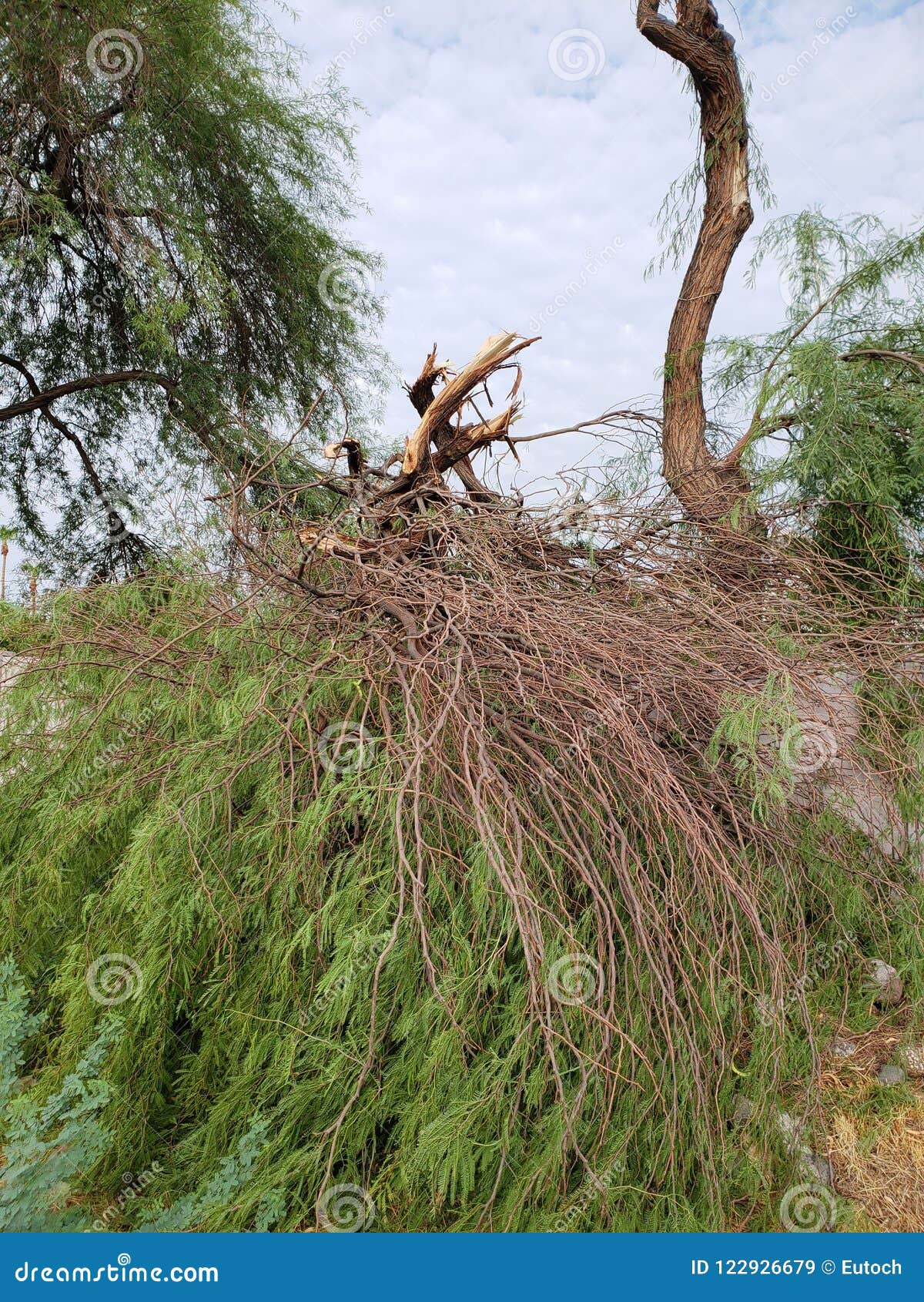 Broken Mesquite Tree Trunk stock image. Image of mesquite - 122926679
