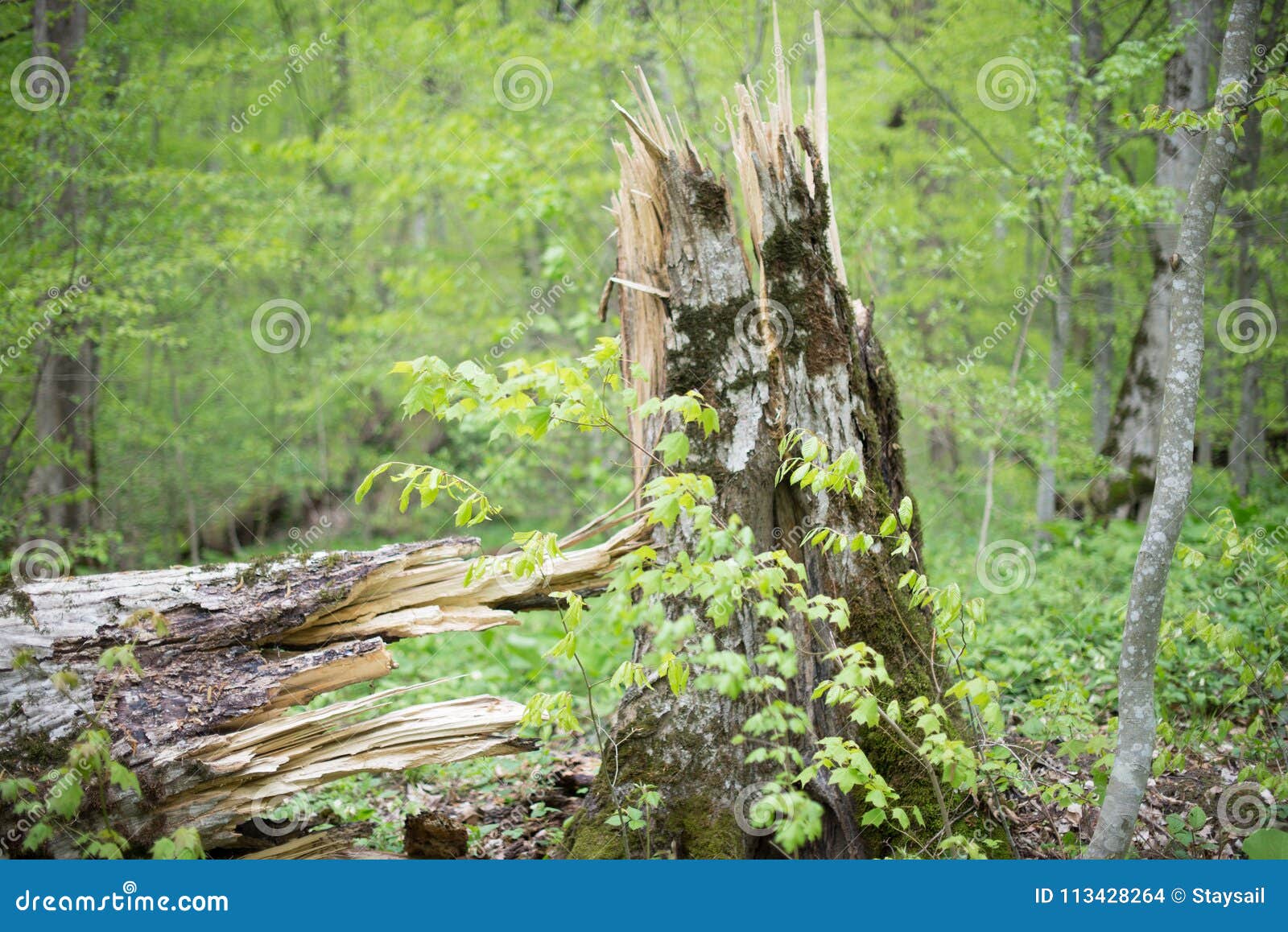 Broken Trunk Of A Rotten Tree Royalty-Free Stock Image | CartoonDealer ...