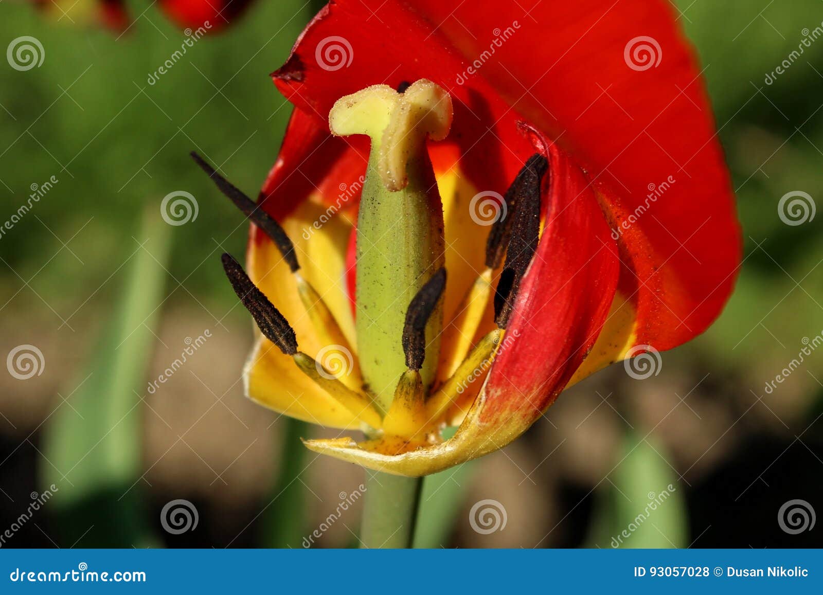 Broken tulip stock photo. Image of petal, weak, loss - 93057028