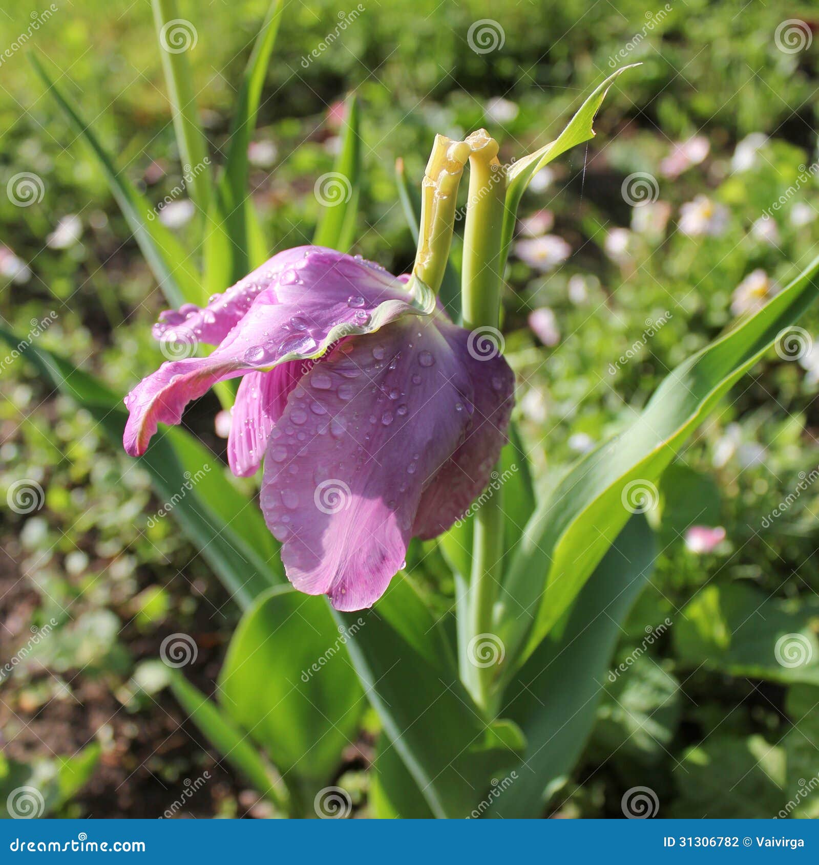 Broken tulip stock photo. Image of broken, green, celebration - 31306782