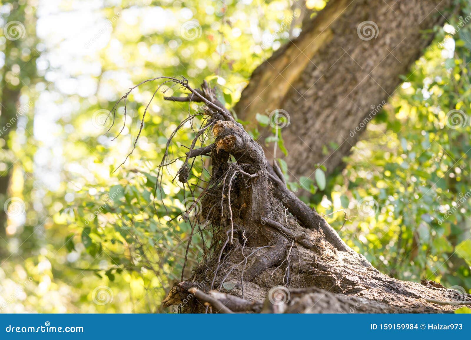 Broken Twig on a Green Background. Stock Photo - Image of macro, detail ...