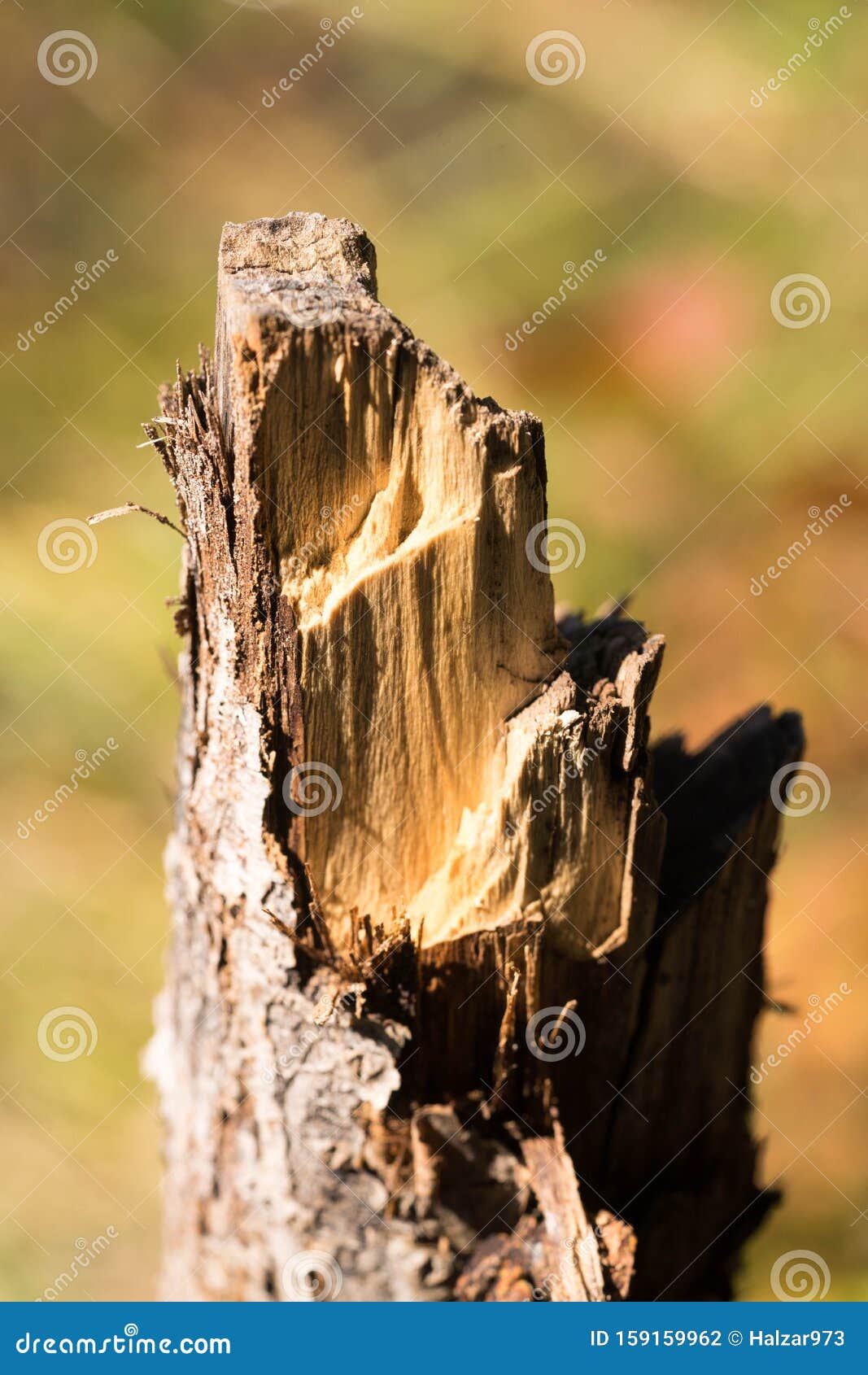 Broken Twig on a Green Background. Stock Photo - Image of bokeh, twig ...