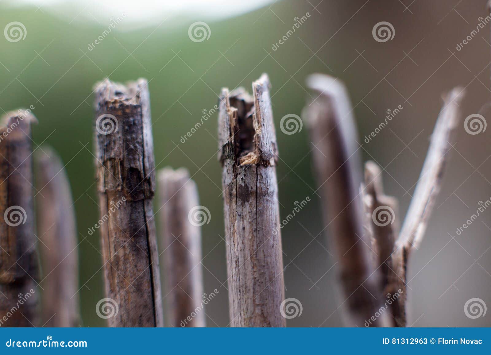 Broken twigs stock image. Image of texture, isolated - 81312963