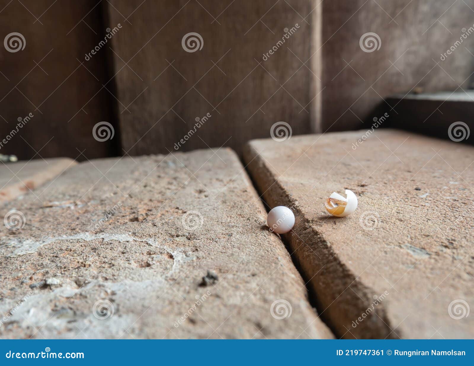 Broken and Unbreakable Lizard Eggs, Nestled in a Mortar Stock Image ...