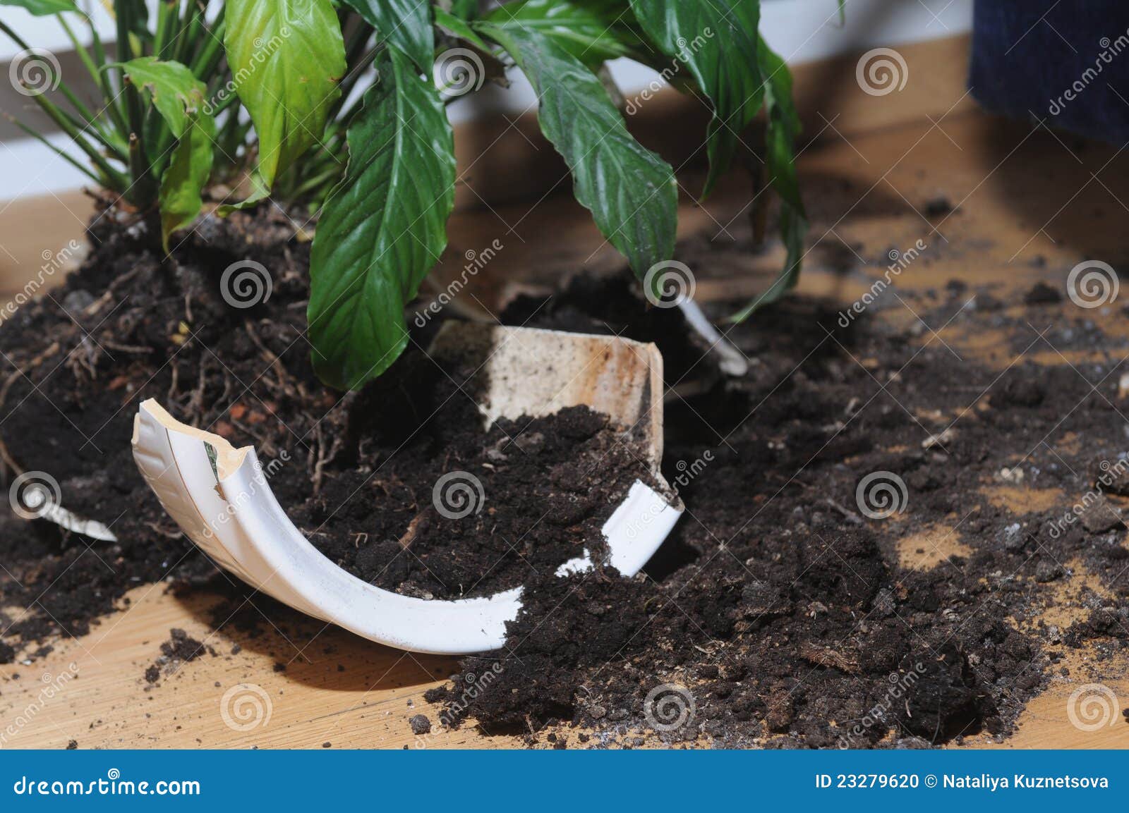 Broken up pot with flower stock photo. Image of fallen - 23279620