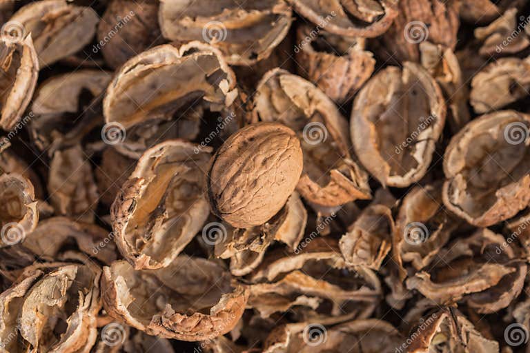 Cracked Walnut Shells with One Complete Walnut in the Middle. Pieces of ...