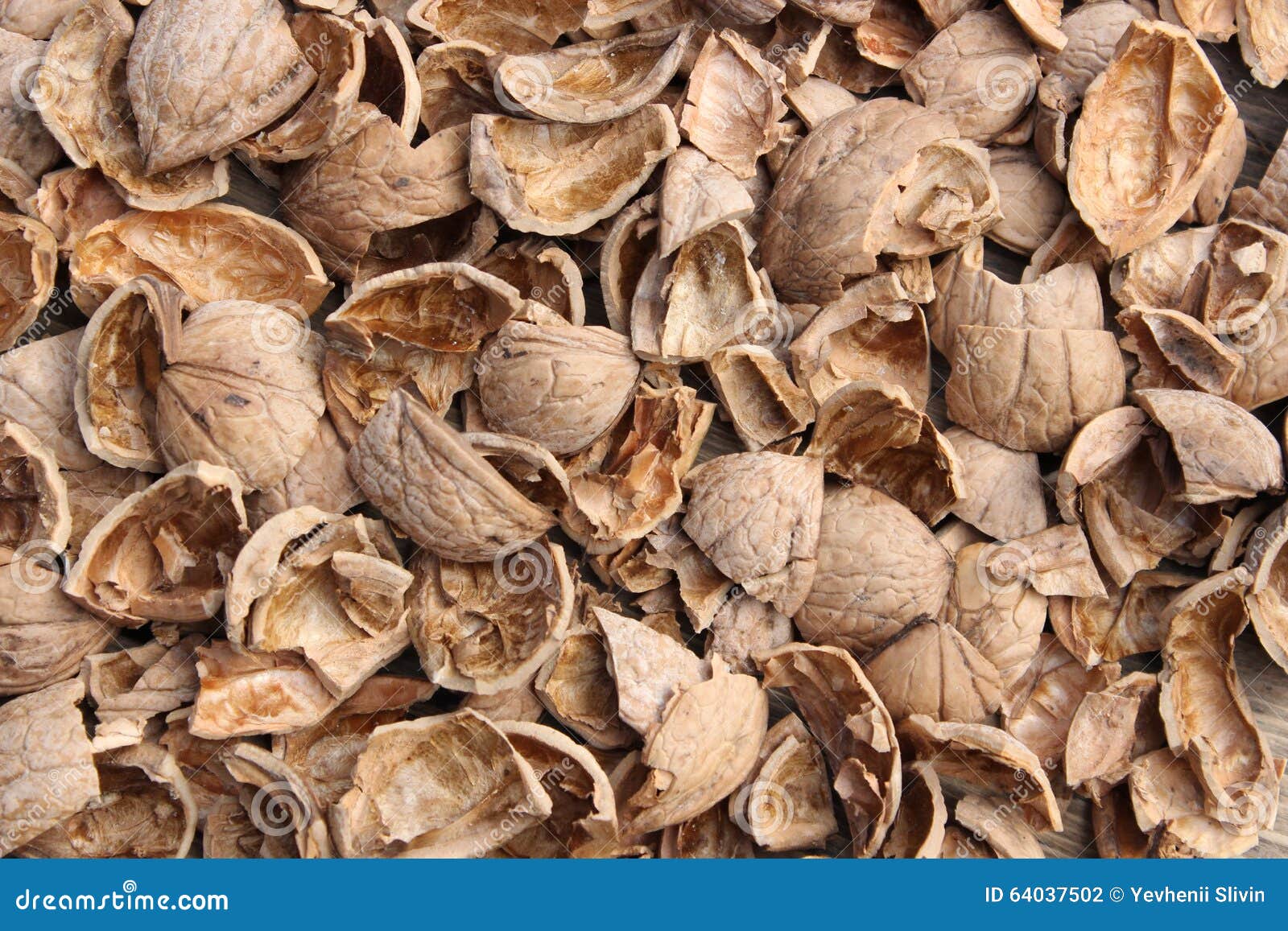 Broken walnut shells. stock photo. Image of small, organic - 64037502