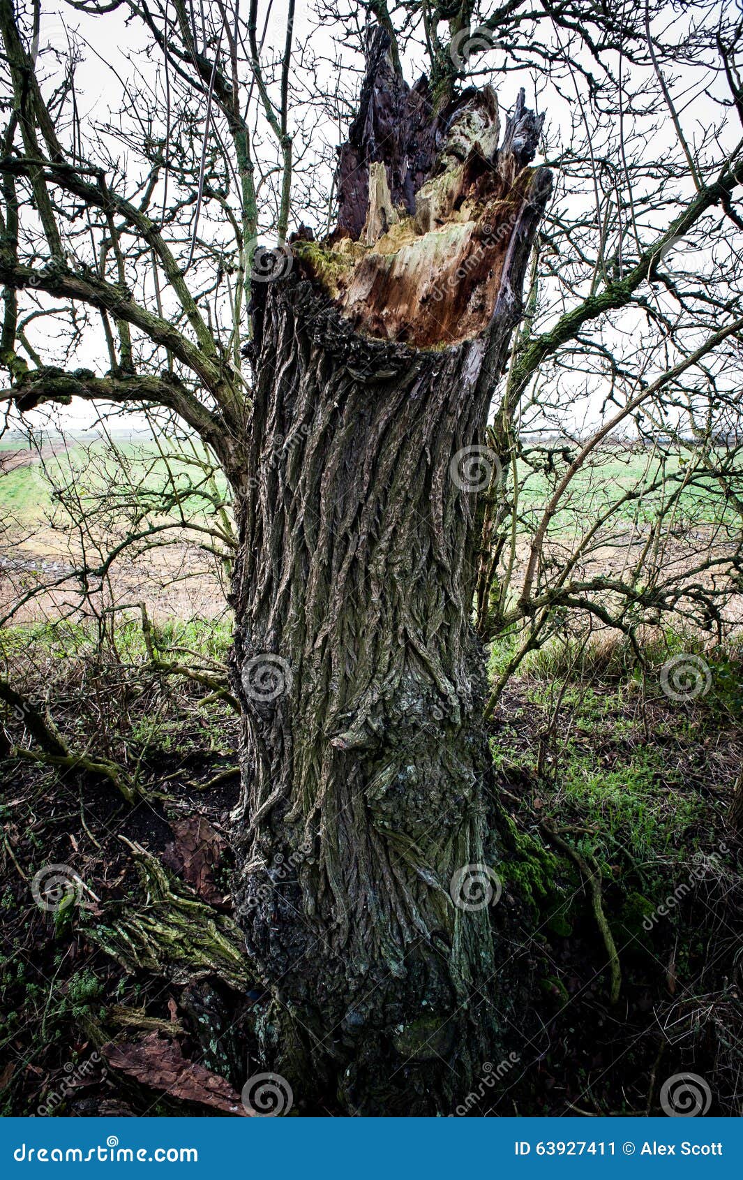 Broken Willow Tree in Hedge Stock Image - Image of hedge, lightening ...