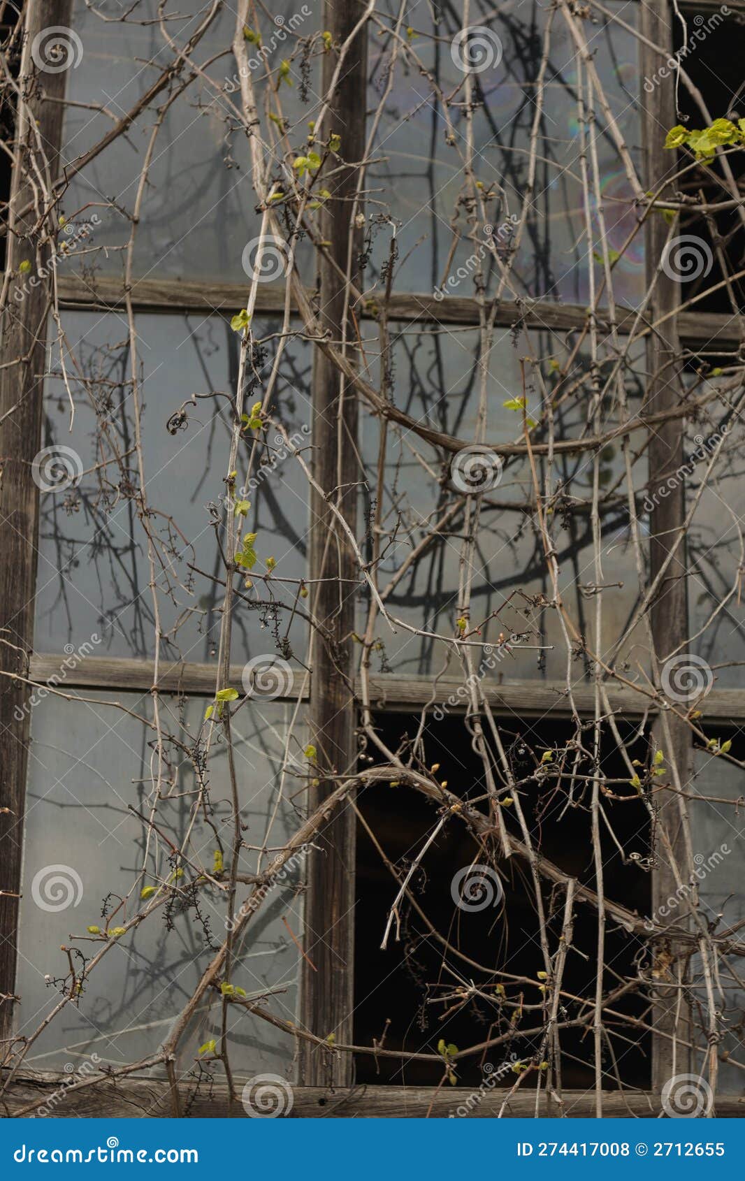 Broken Windows Shrouded in Trees Stock Photo - Image of architecture ...