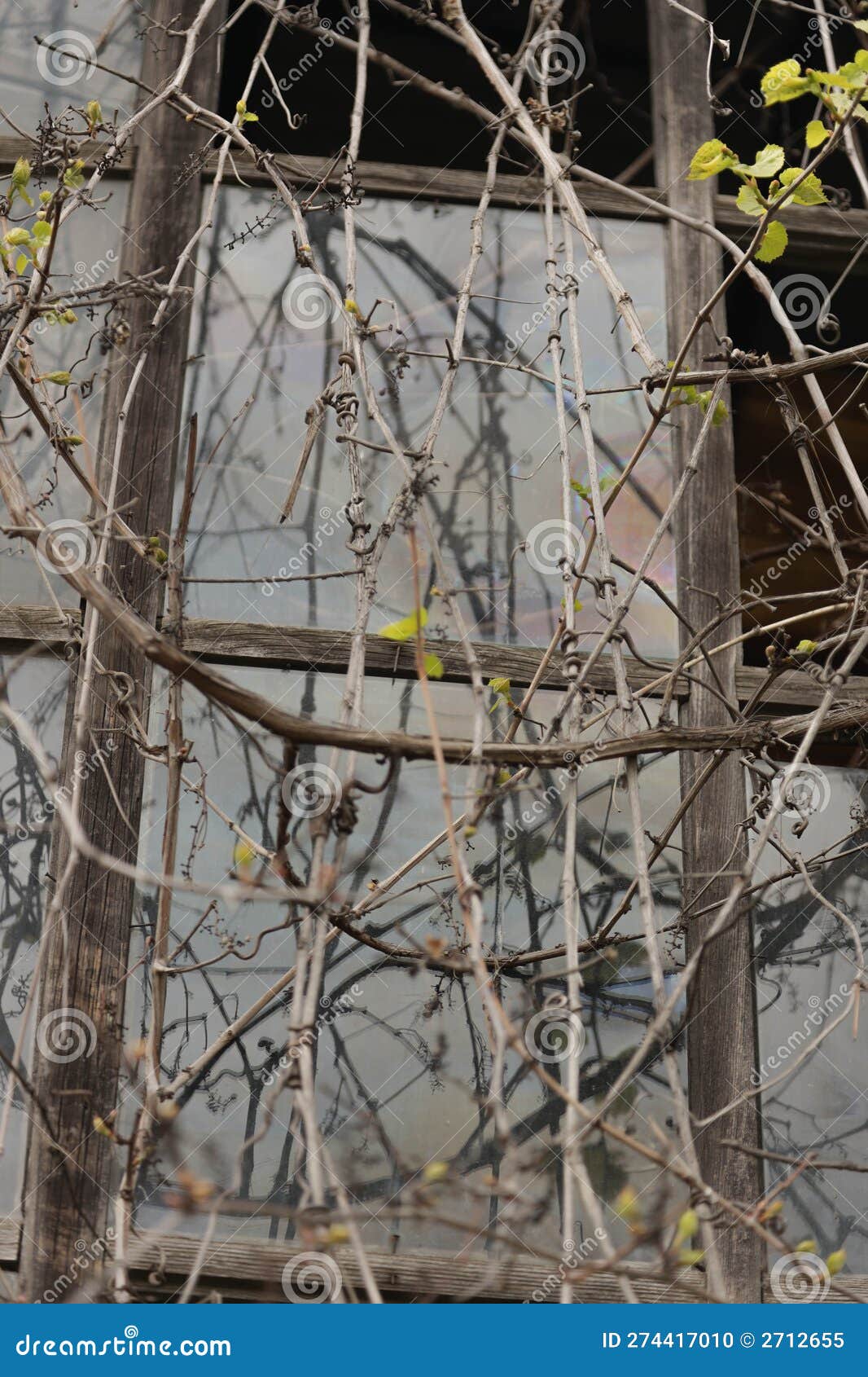 Broken Windows Shrouded in Trees Stock Photo - Image of snow, wall ...
