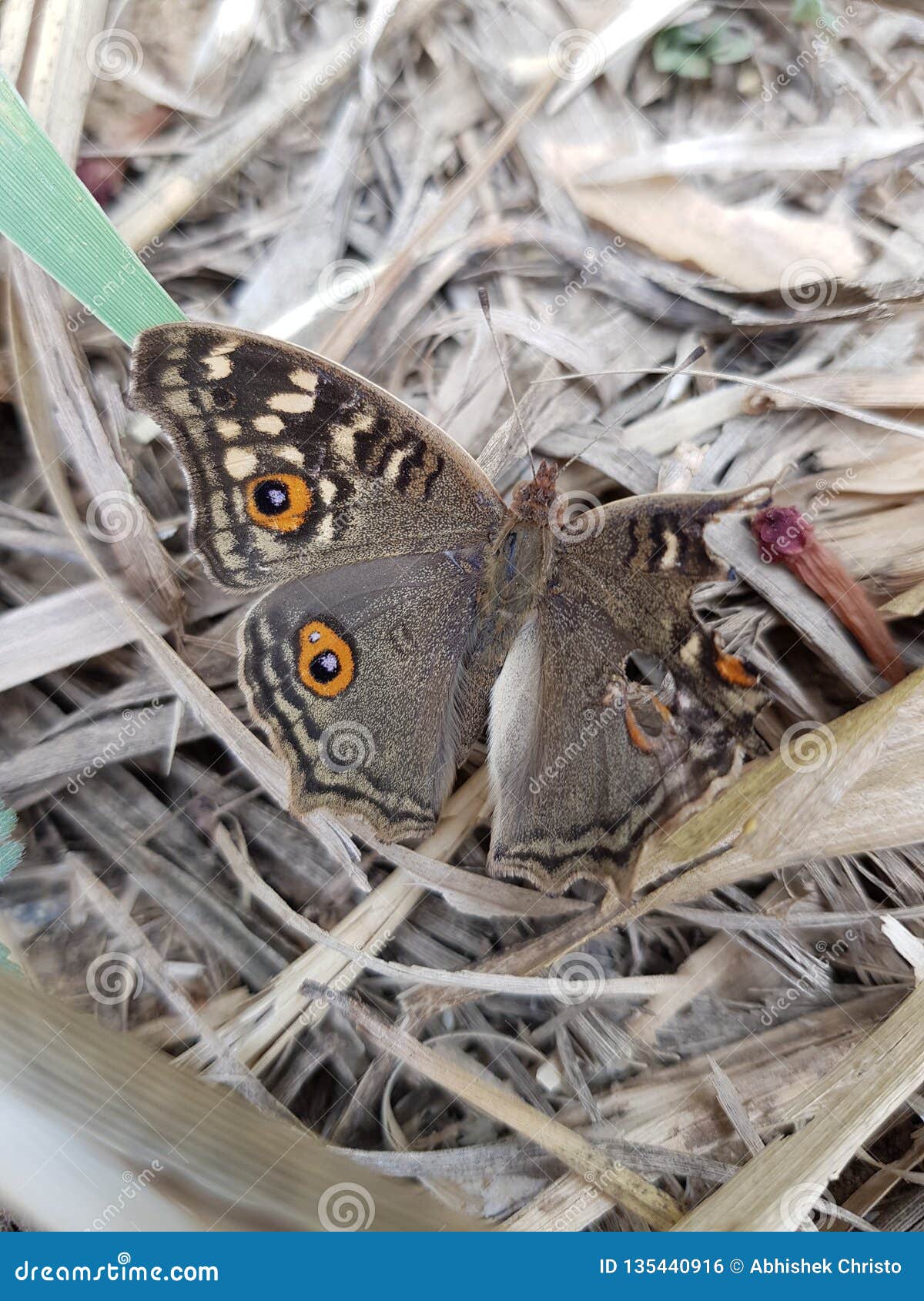 Broken wing stock photo. Image of butterfly, outdoor - 135440916