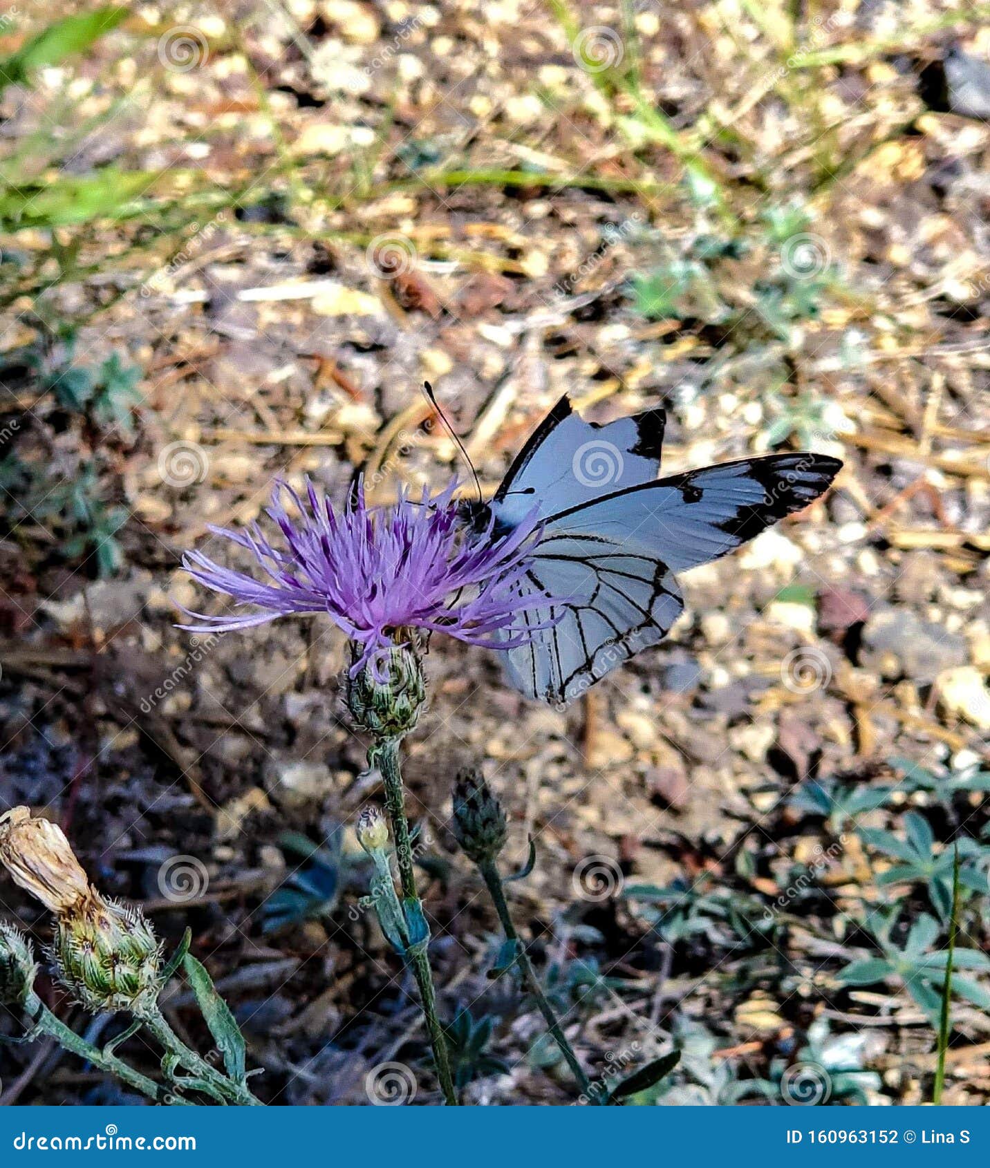 Broken Wing Butterfly stock photo. Image of flower, broken - 160963152