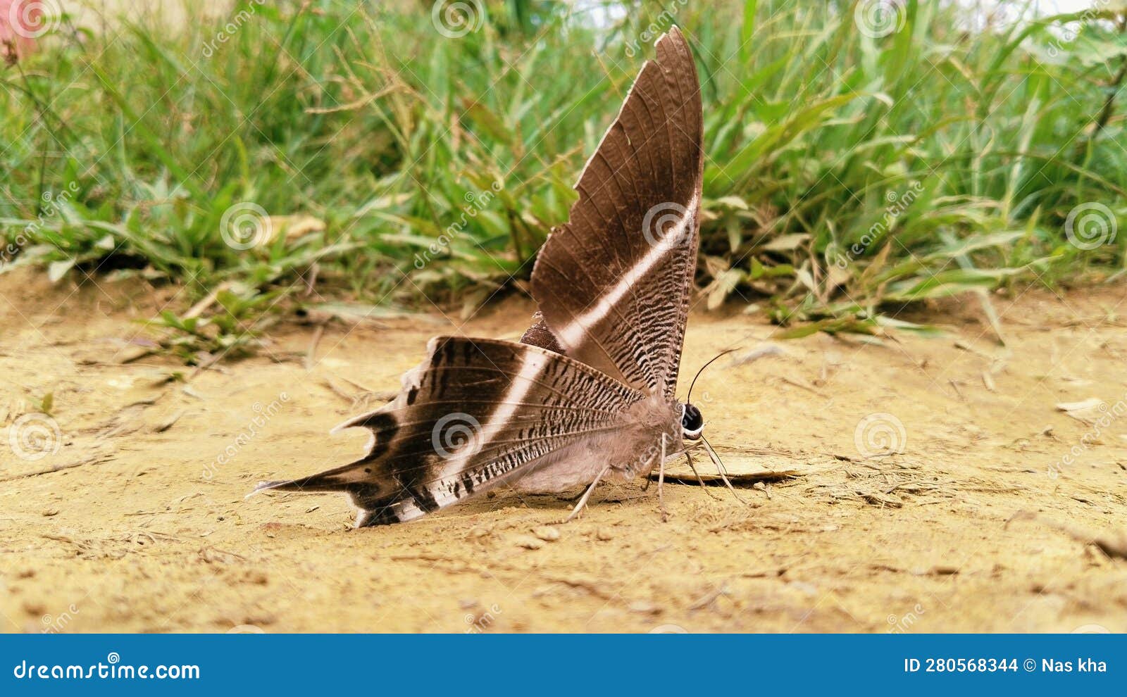 Broken Wing Butterfly on the Road, it Cant Fly Anymore Stock Photo ...