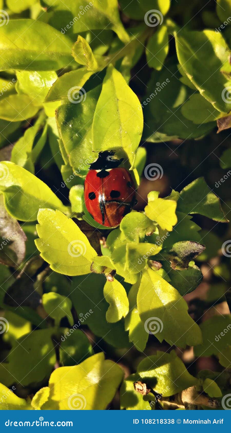 Winged Ladybug Bathes Stock Photos - Free & Royalty-Free Stock Photos ...