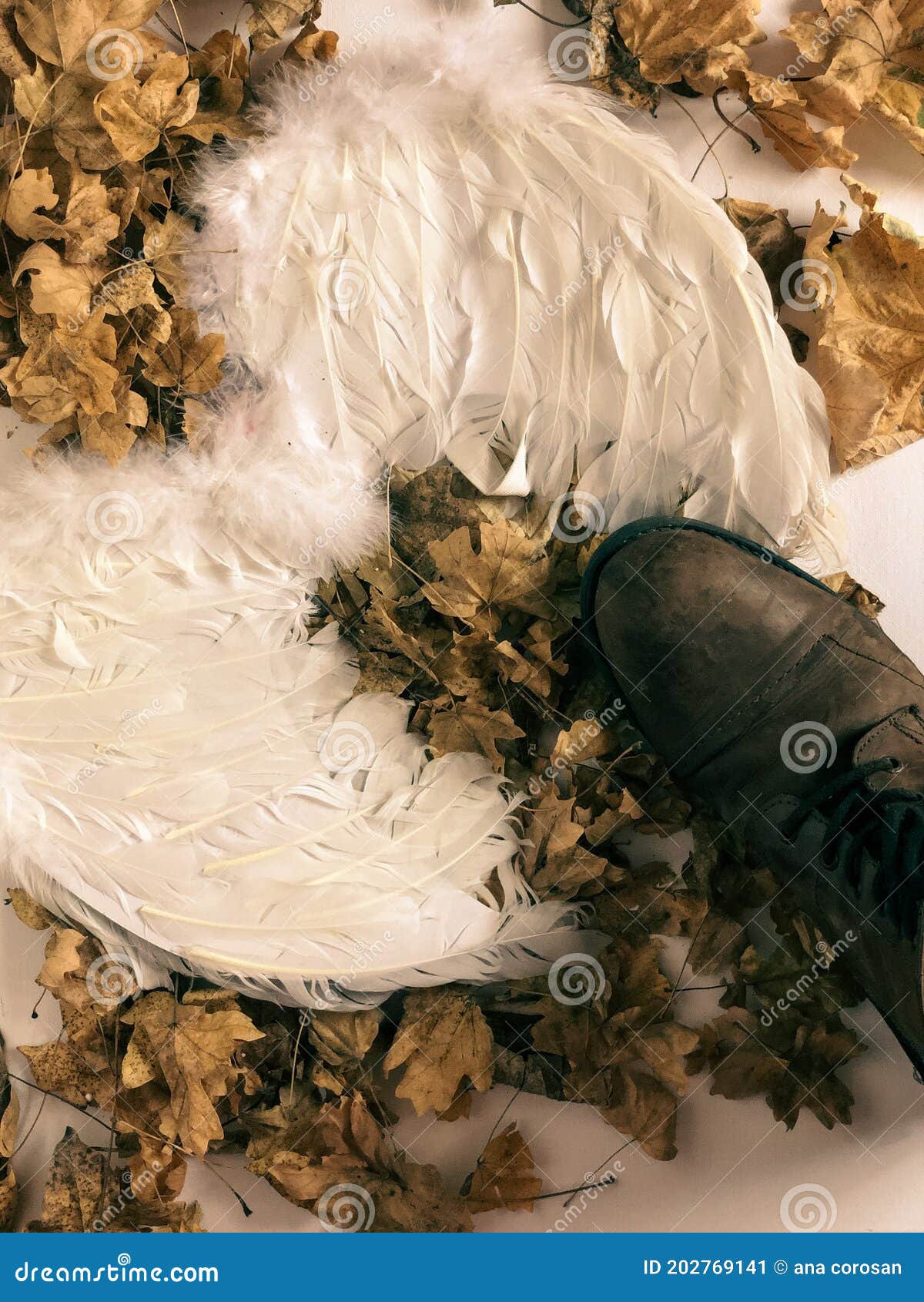 Broken Wings, Crushed Dreams, Dead Angel, No Flight Stock Image - Image ...