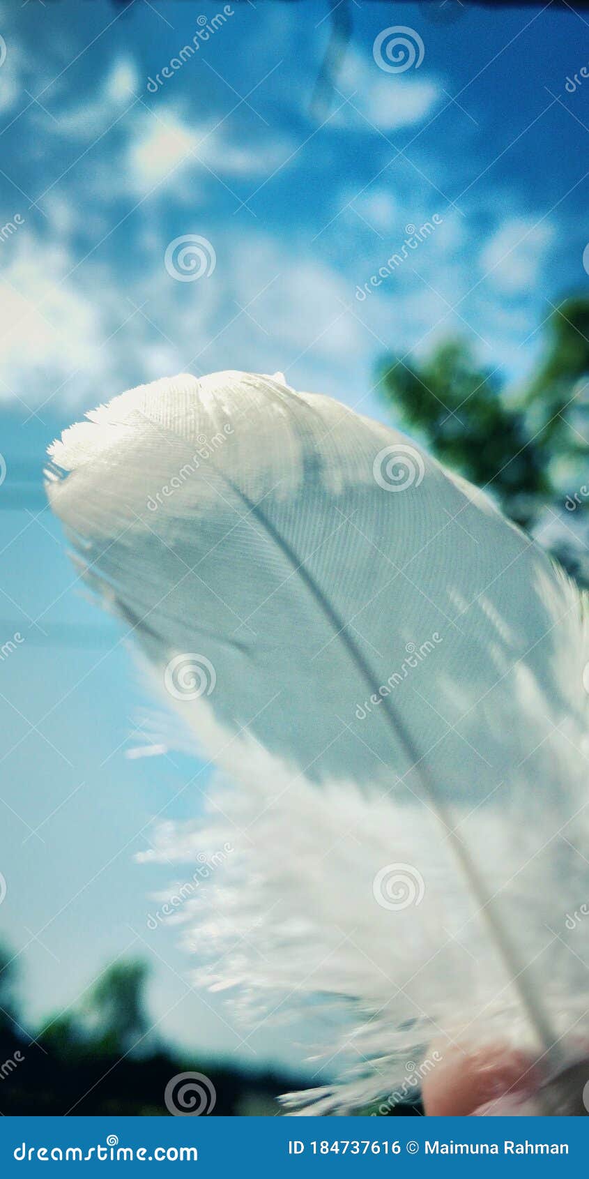 Broken feather stock photo. Image of last, nature, broke - 184737616