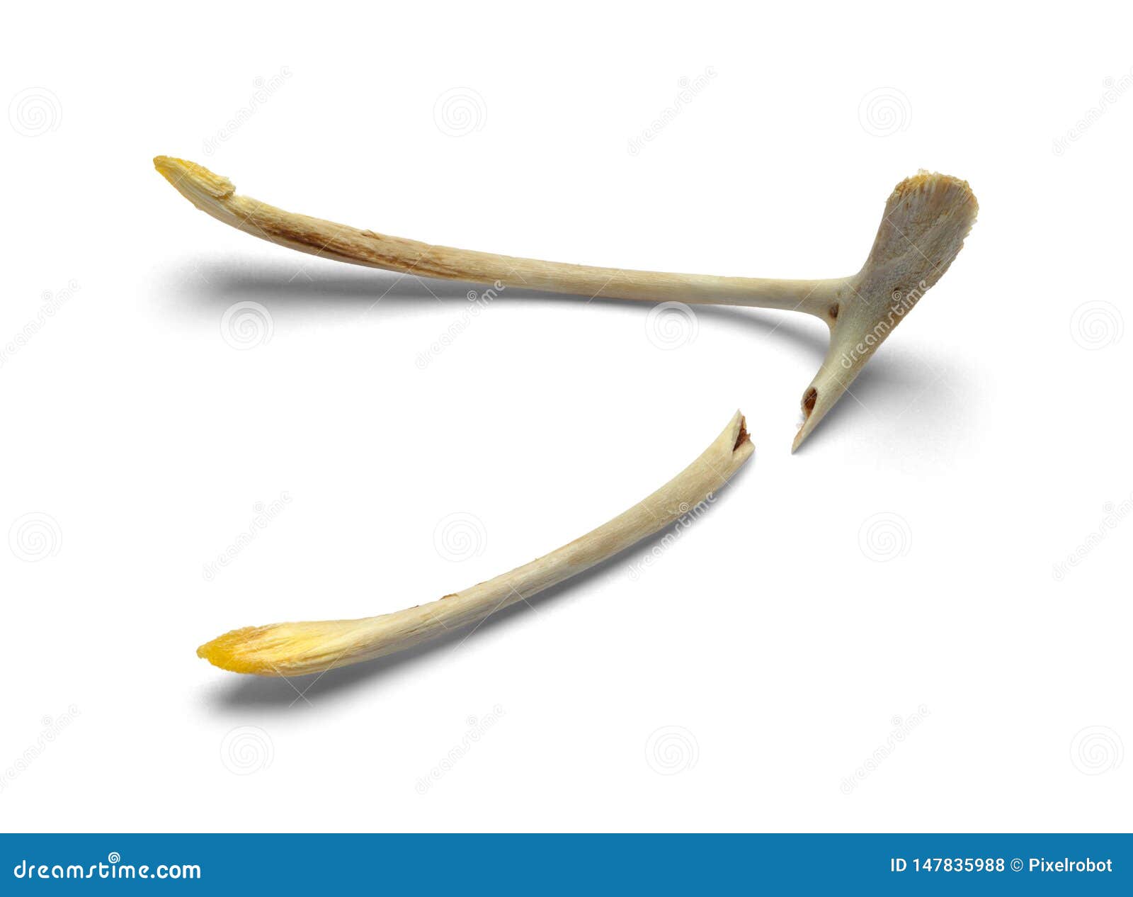 Broken Wish Bone stock photo. Image of white, wishbone - 147835988