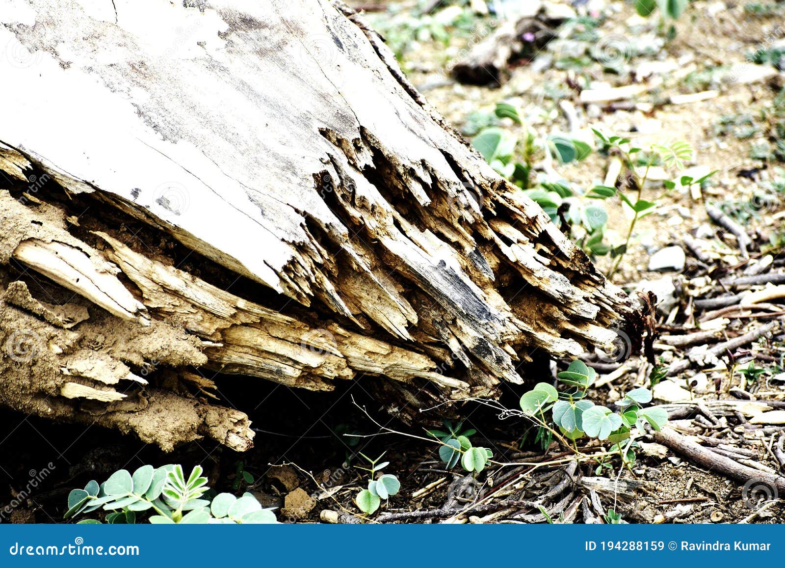 Snap of Broken wood stock image. Image of tornado, tool - 194288159