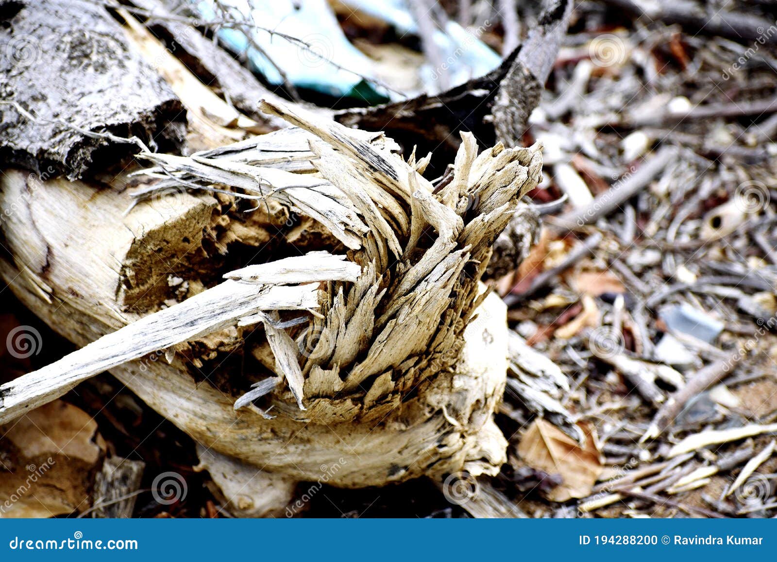 Snap of Broken wood stock photo. Image of oxidize, debris - 194288200