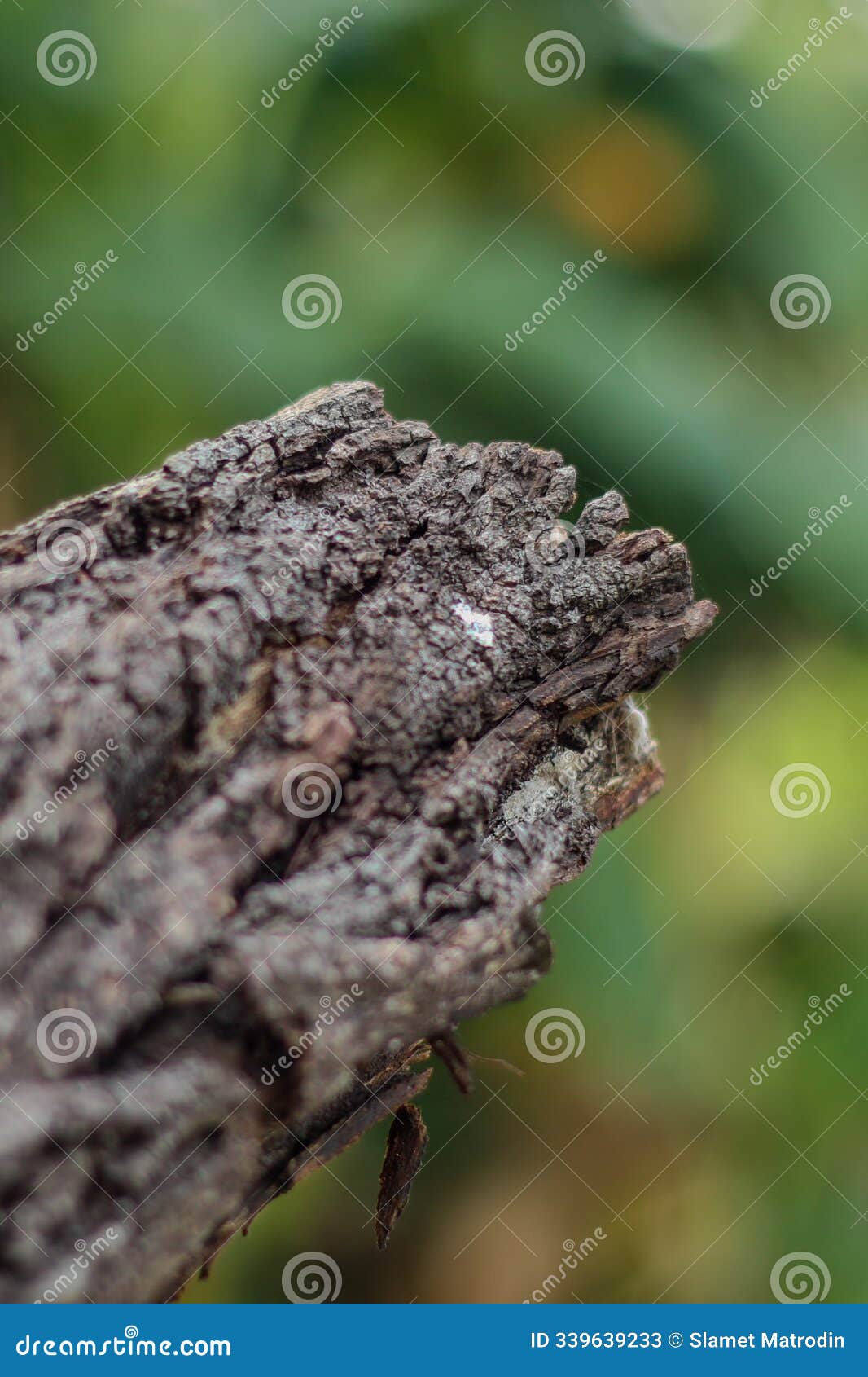 Broken Wood Ramp In Nature Royalty-Free Stock Photo | CartoonDealer.com ...