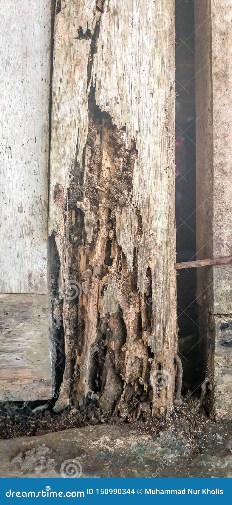 Broken wood stock photo. Image of closeup, macro, lichen - 150990344