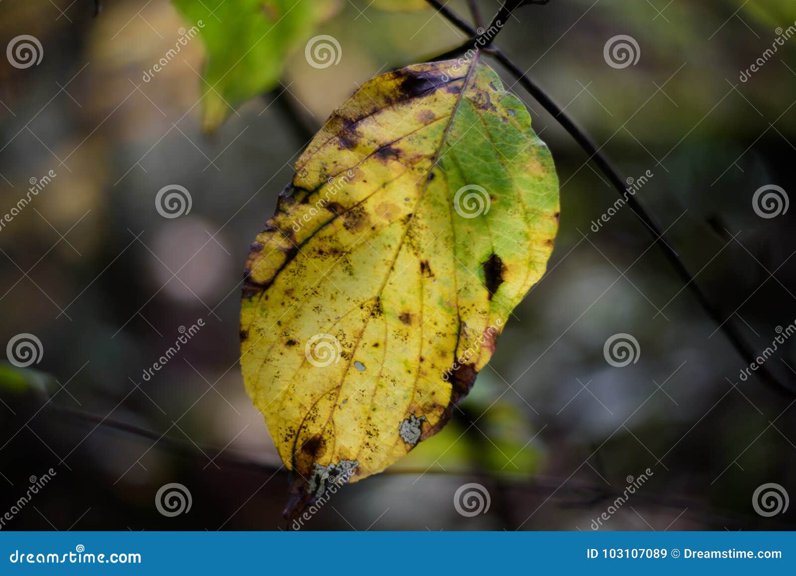 A Broken Yellow Leaf Against Dark Blurred Background In Deep For Stock ...