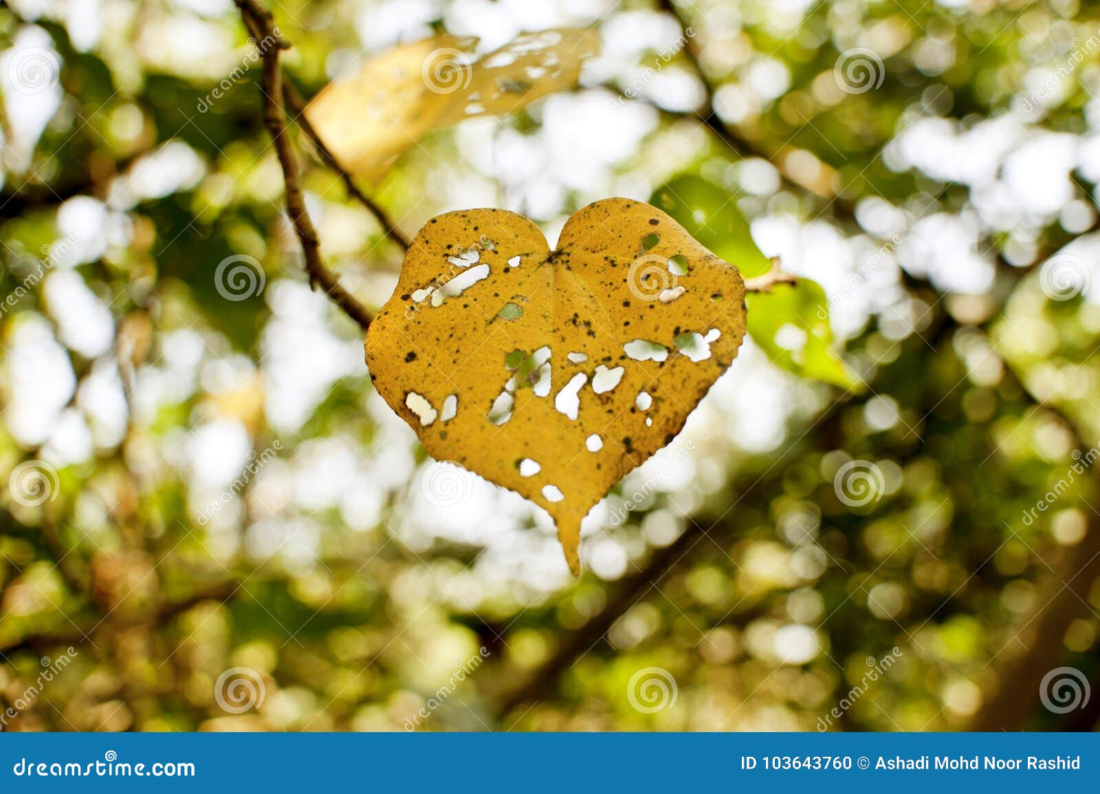Broken yellow leaf in fall stock photo. Image of broken - 103643760