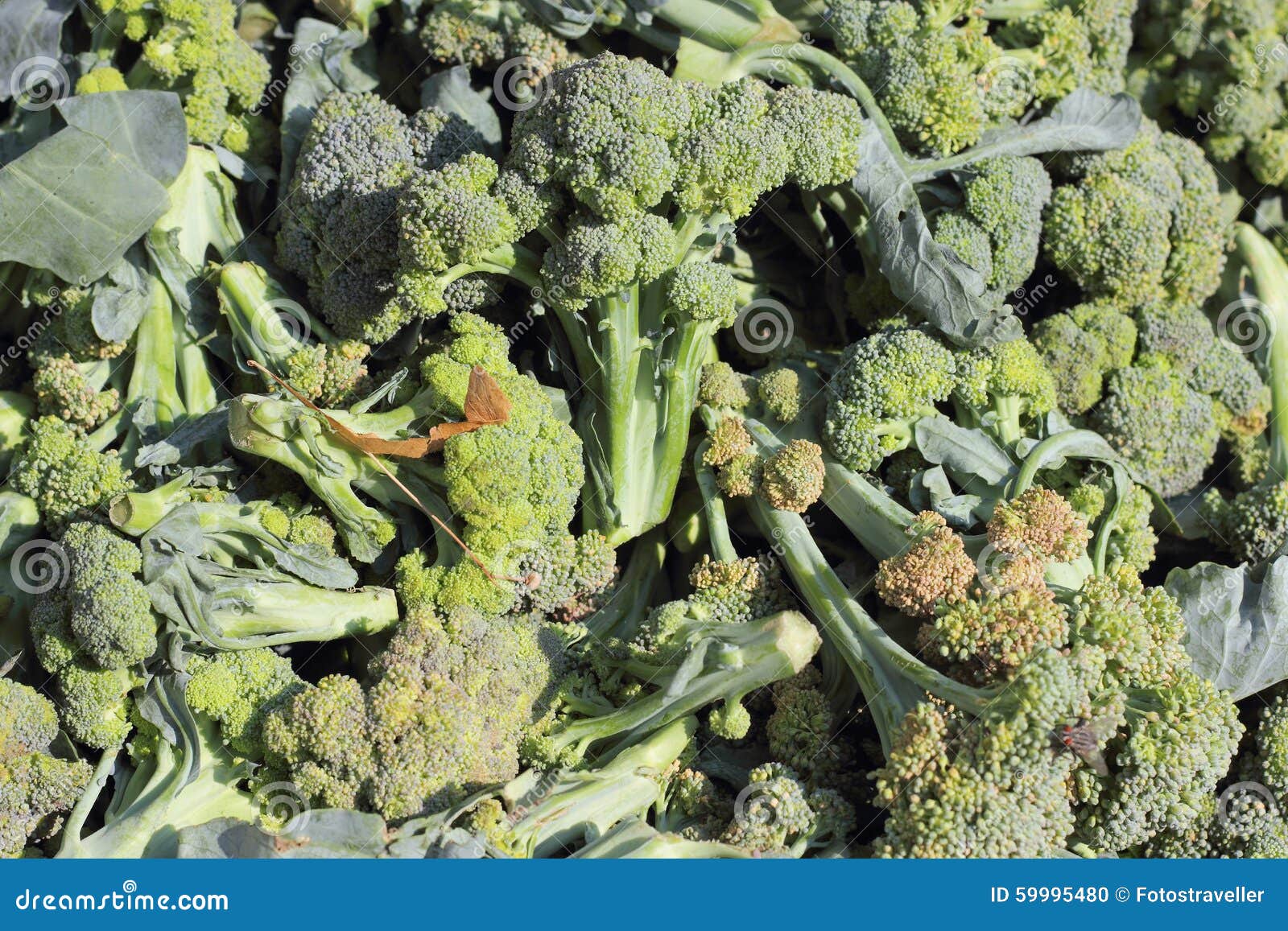 Brokkoli stockfoto. Bild von gemüse, diät, jahreszeit - 59995480